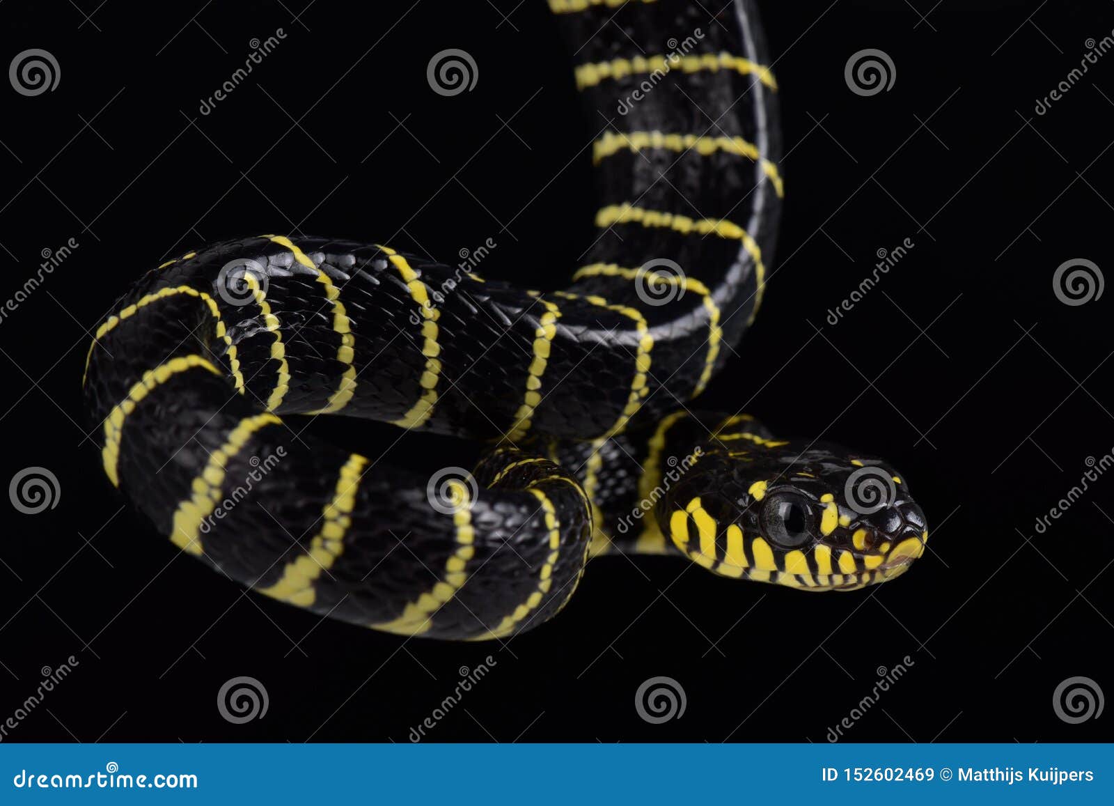 Palawan Gold-ringed Cat Snake.Boiga Dendrophila Multicincta Royalty ...