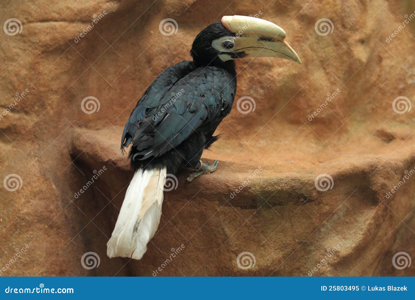 Anthracoceros Marchei, Palawan Hornbill, Is A Rare Endemic Species ...
