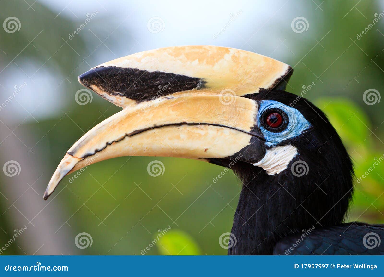 Palawan Hornbill Bird in Close Up Stock Image - Image of bird, hornbill ...
