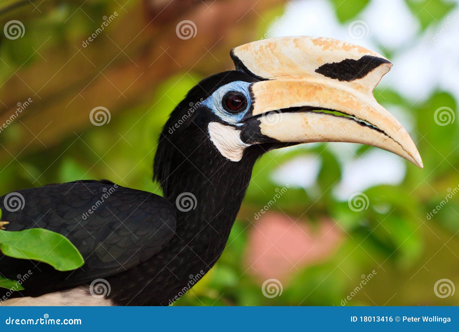 Palawan Hornbill Bird in Close Up Stock Photo - Image of hornbill ...