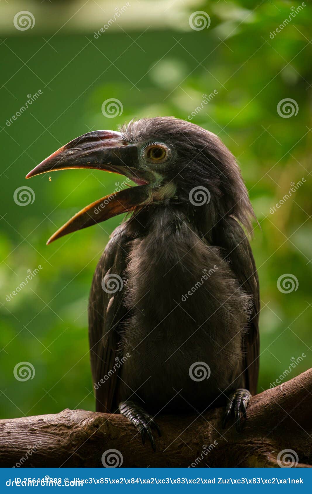 The Palawan Hornbill Anthracoceros Marchei, Known As Talusi, Portraitl ...