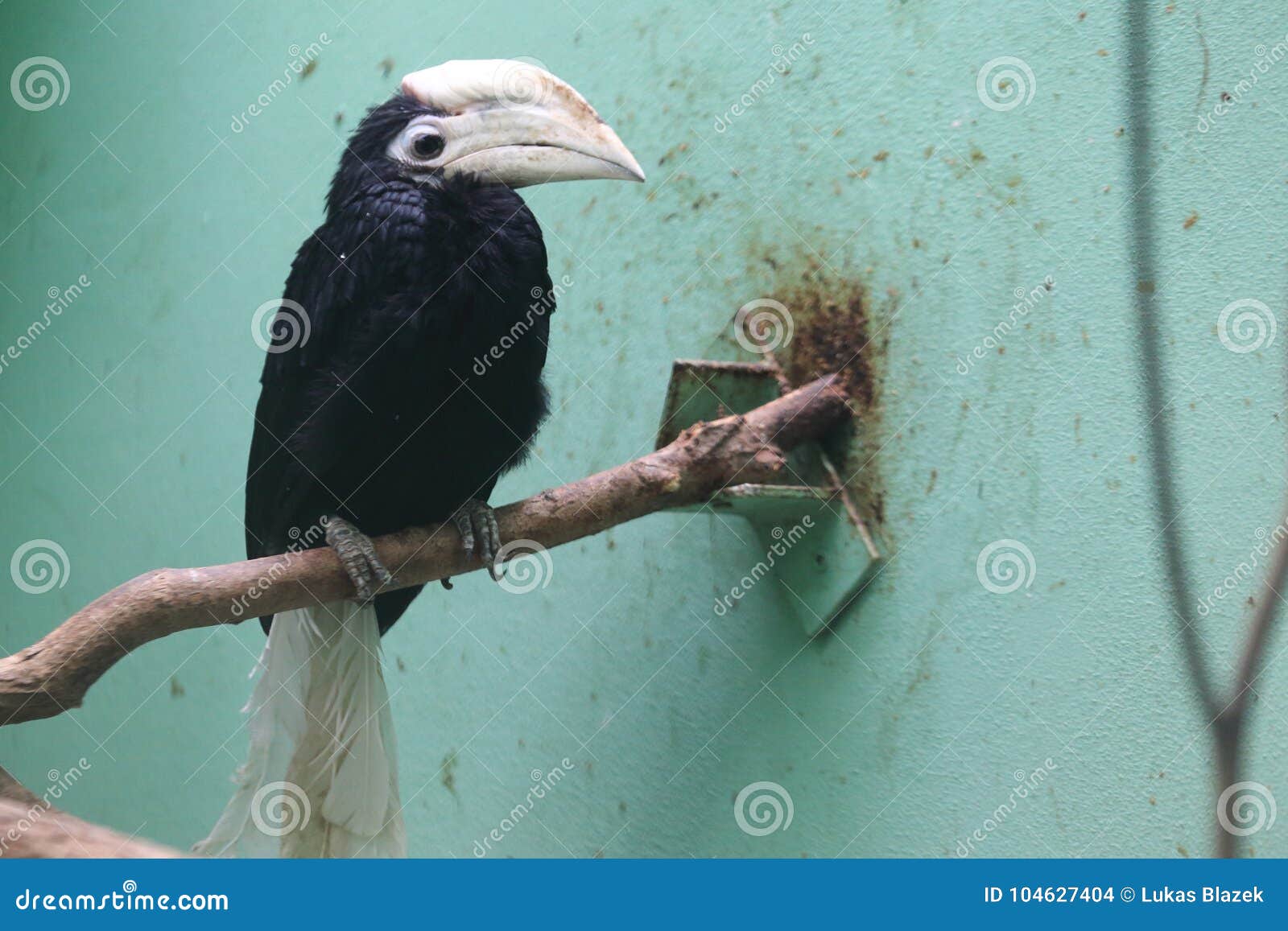 Anthracoceros Marchei, Palawan Hornbill, Is A Rare Endemic Species ...
