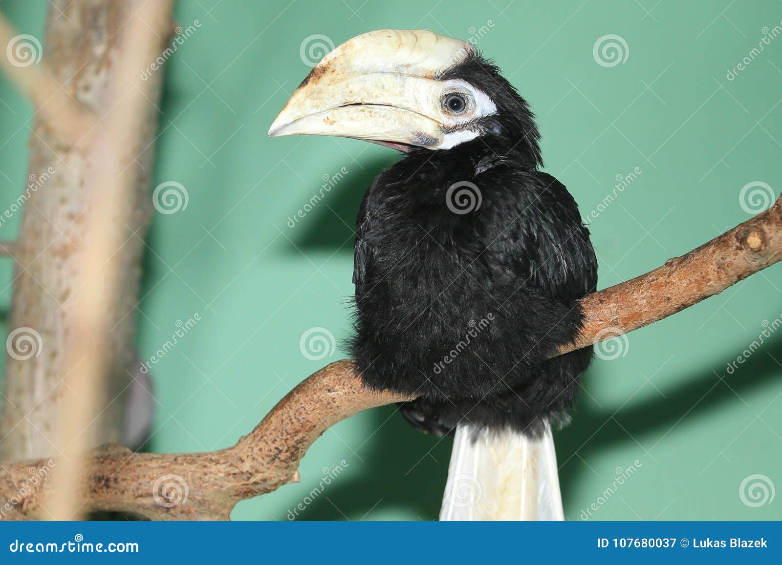 Anthracoceros Marchei, Palawan Hornbill, Is A Rare Endemic Species ...
