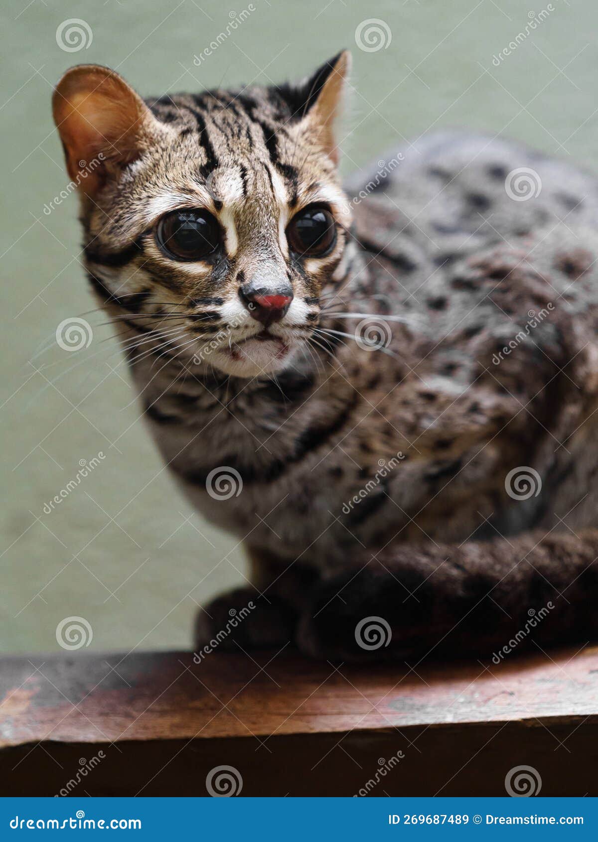 Palawan leopard cat stock image. Image of fluffy, kitty - 269687489