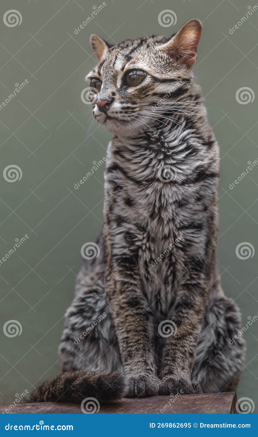 Palawan Leopard Cat stock image. Image of dangerous - 269862695