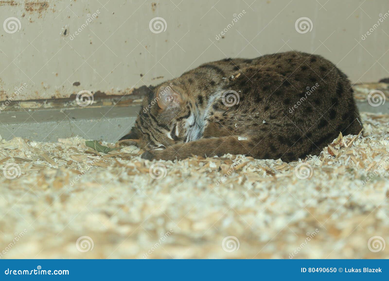 Palawan leopard cat stock photo. Image of lying, sawdust - 80490650
