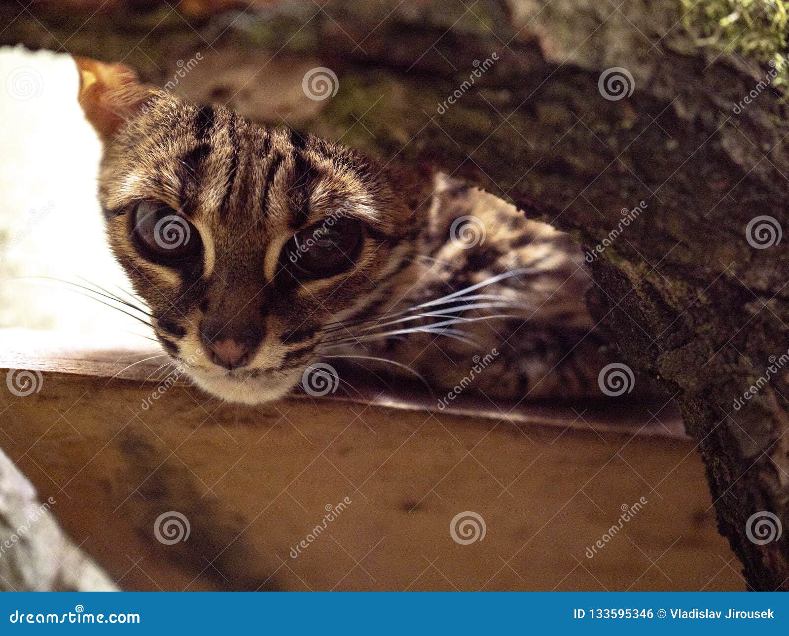 Palawan Leopard Cat, Prionailurus Bengalensis Heaney, he Peeks through ...