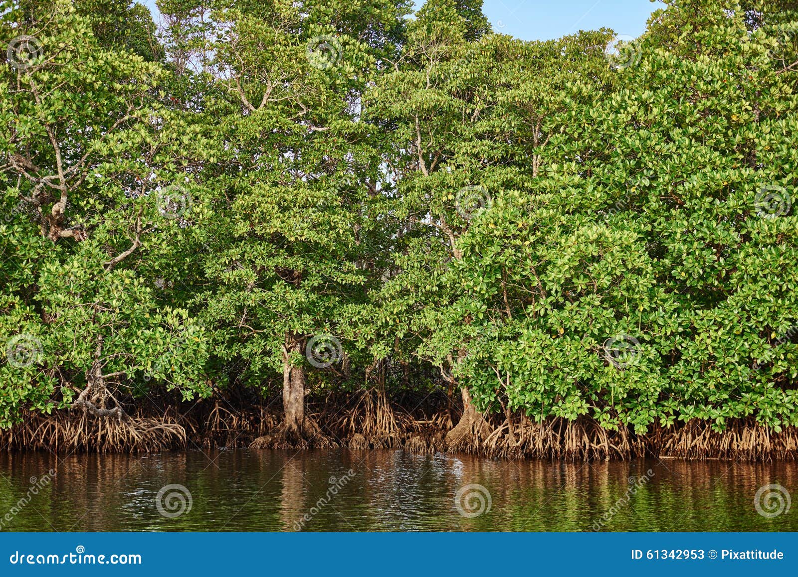 Palawan Philippines trees stock image. Image of landmark - 61342953