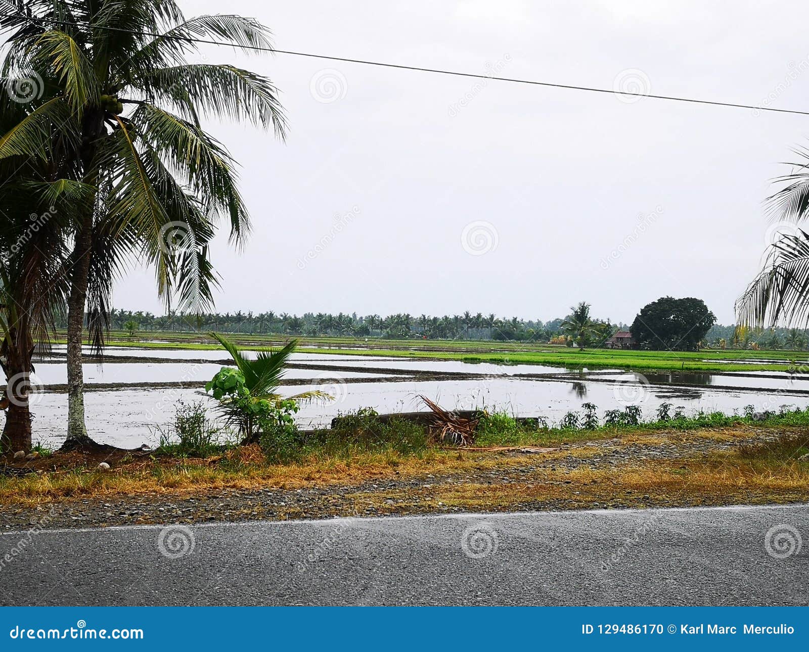 Palayan stock photo. Image of planting, rice, field - 129486170