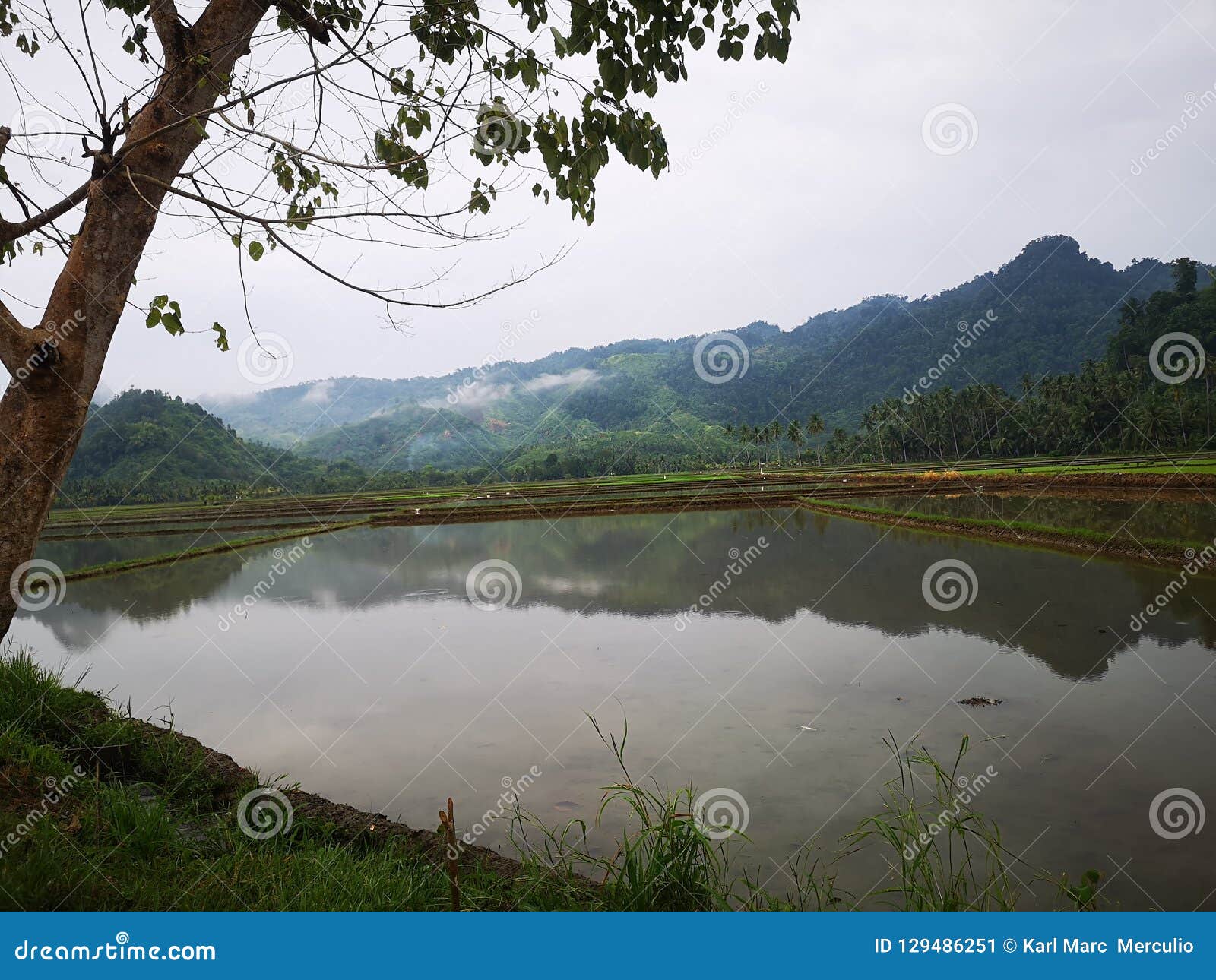 Palayan2 stock image. Image of palayan2, field, planting - 129486251