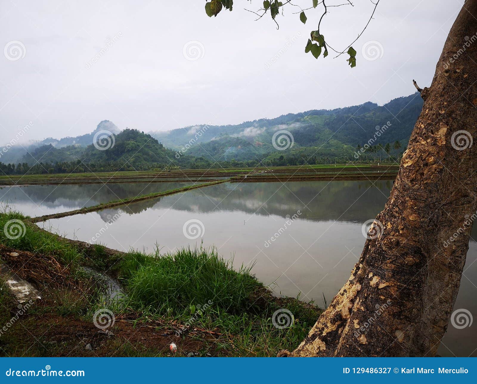 Palayan3 stock image. Image of watered, palayan3, ricefield - 129486327