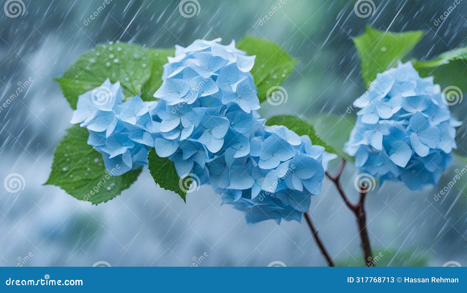 Pale Blue Hydrangea Wet in the Rain of Rainy Season Stock Illustration ...