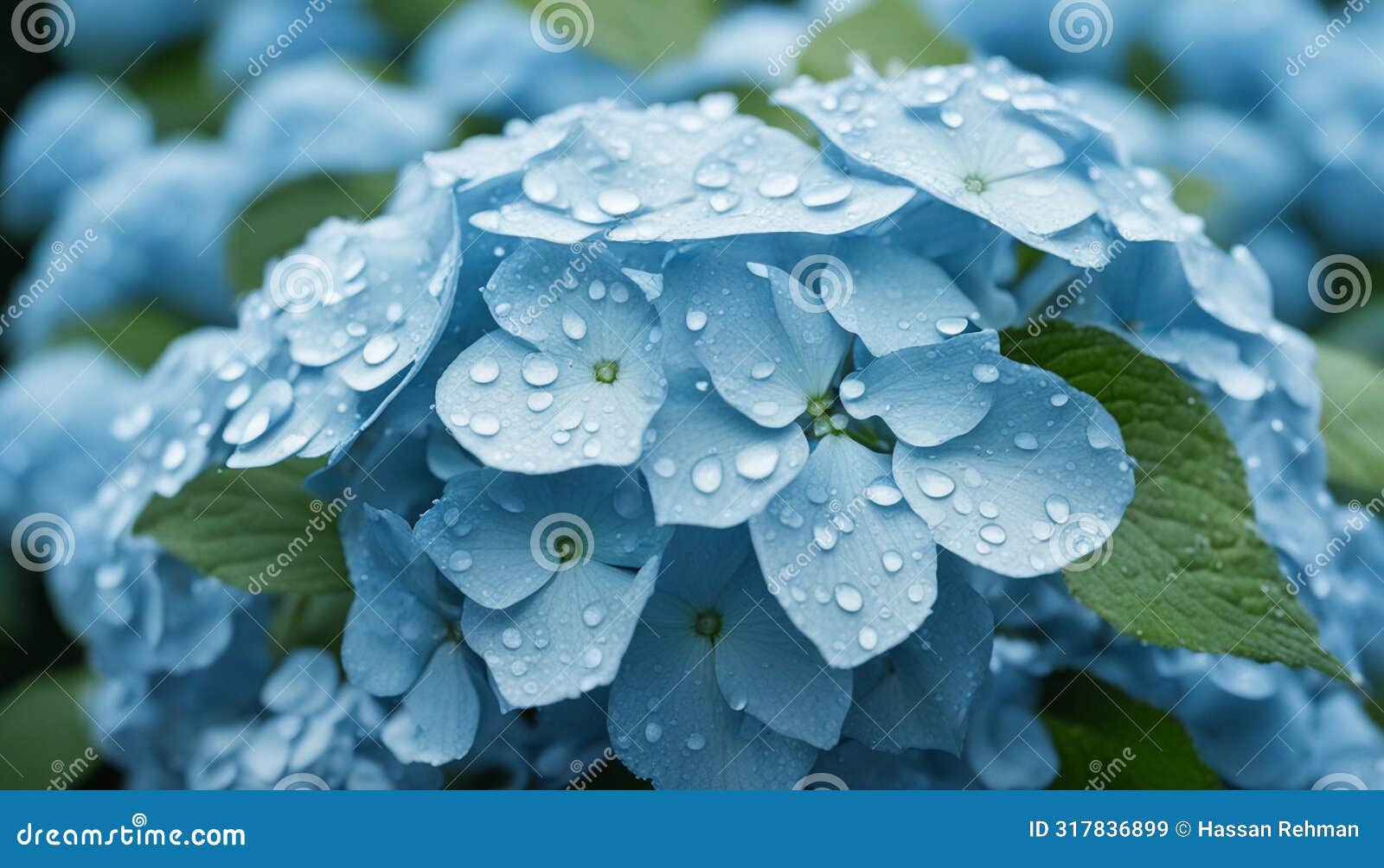 Pale Blue Hydrangea Wet in the Rain of Rainy Season Stock Illustration ...