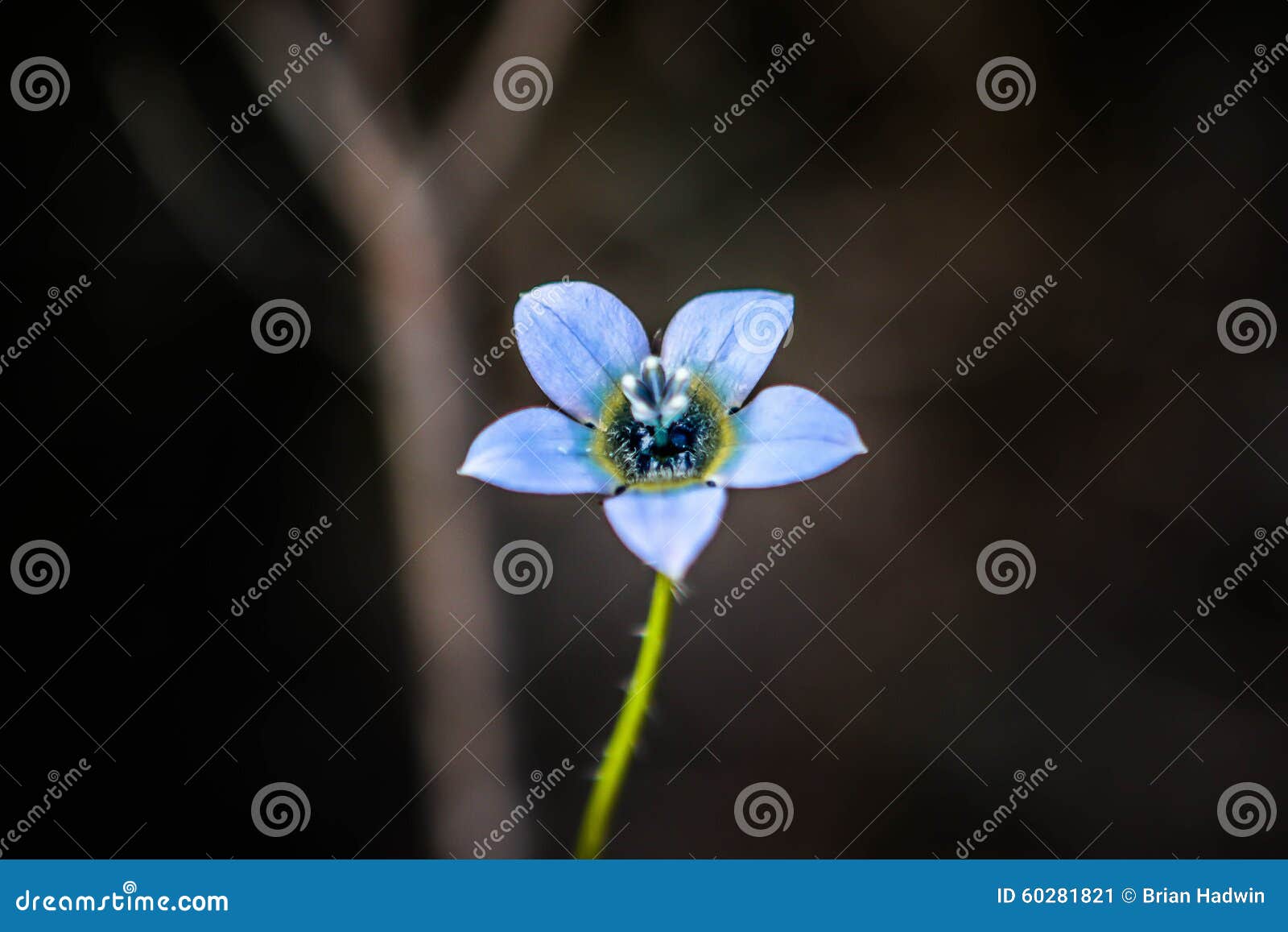 Pale Blue Wild Flower West Australia Stock Image - Image of bush, pale ...