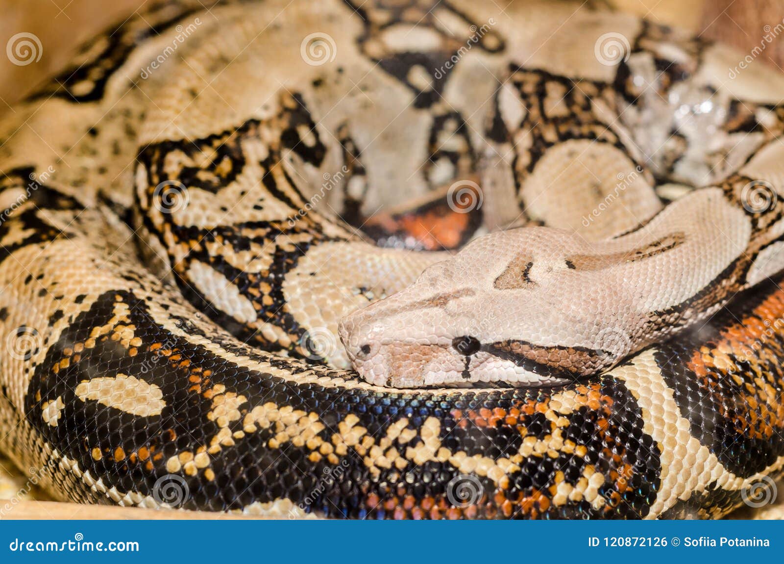 Boa Snake Skin and Head with Black Eye Stock Photo - Image of rough ...