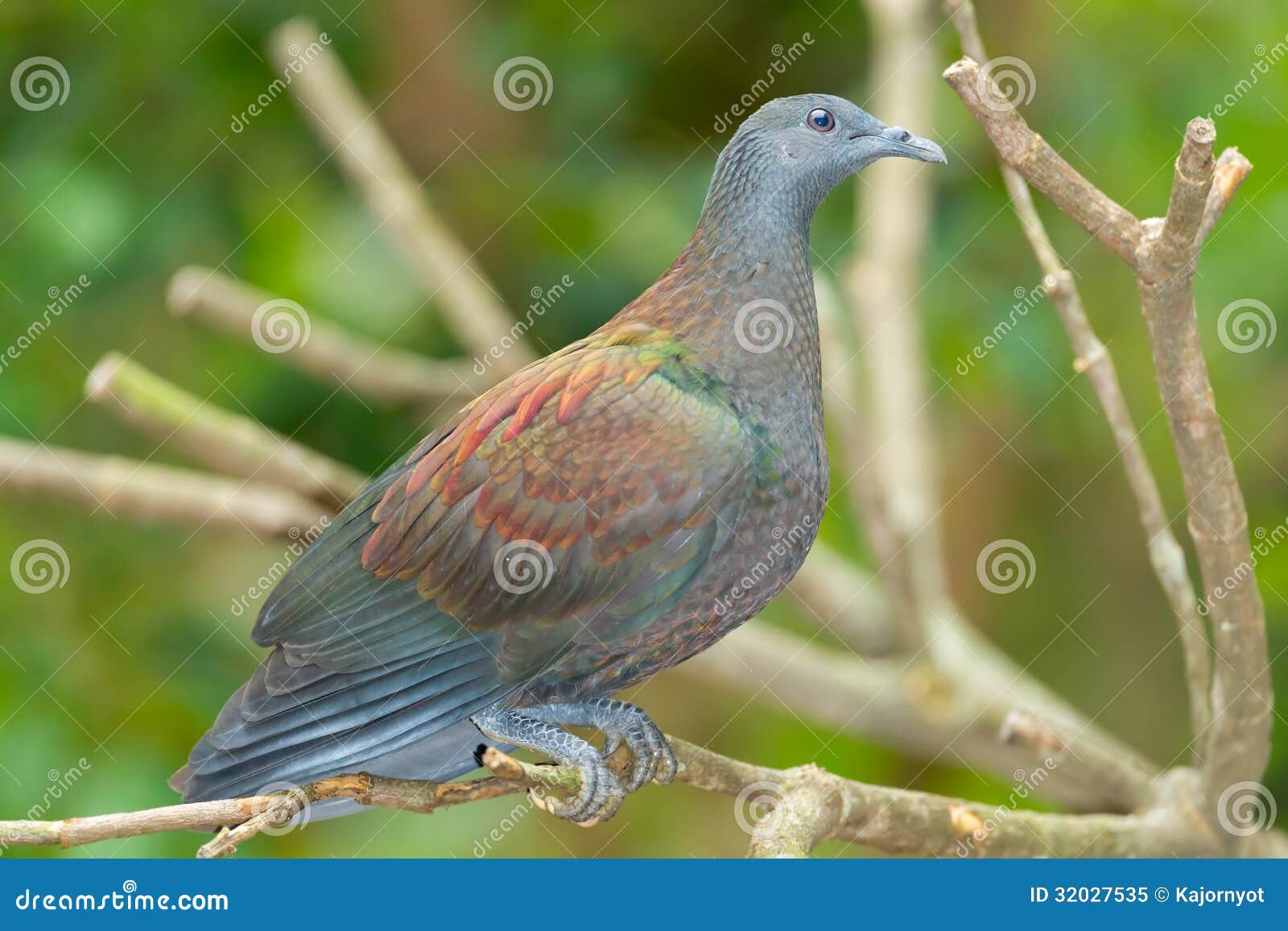 Pale-capped Pigeon stock image. Image of grey, look, isolated - 32027535