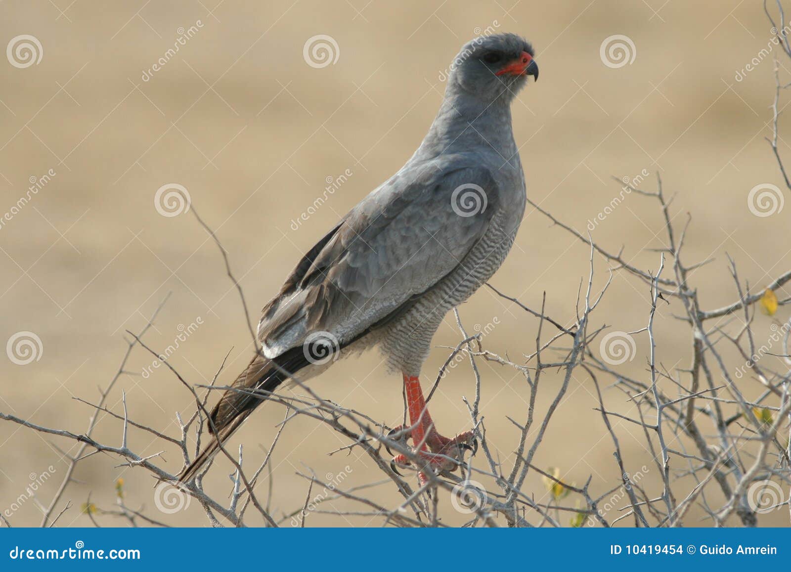 Pale Chanting Goshawk stock photo. Image of africa, namibia - 10419454