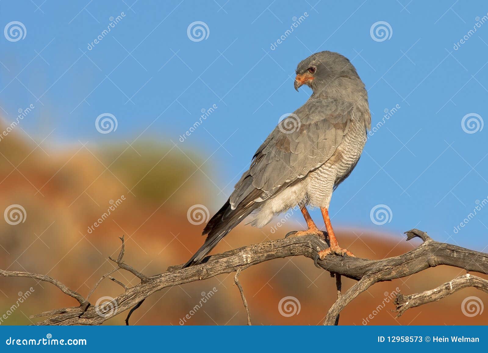 Pale Chanting Goshawk stock image. Image of kgalagadi - 12958573