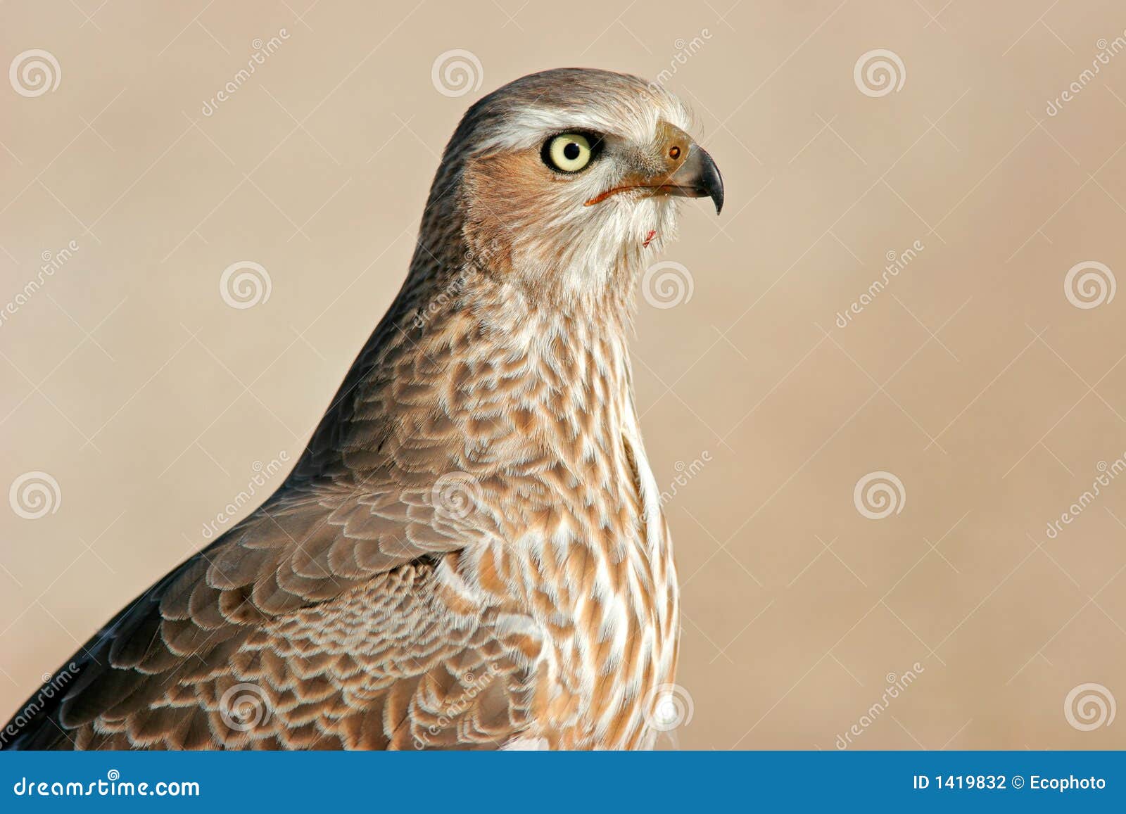 Pale Chanting Goshawk stock photo. Image of falcon, raptor - 1419832