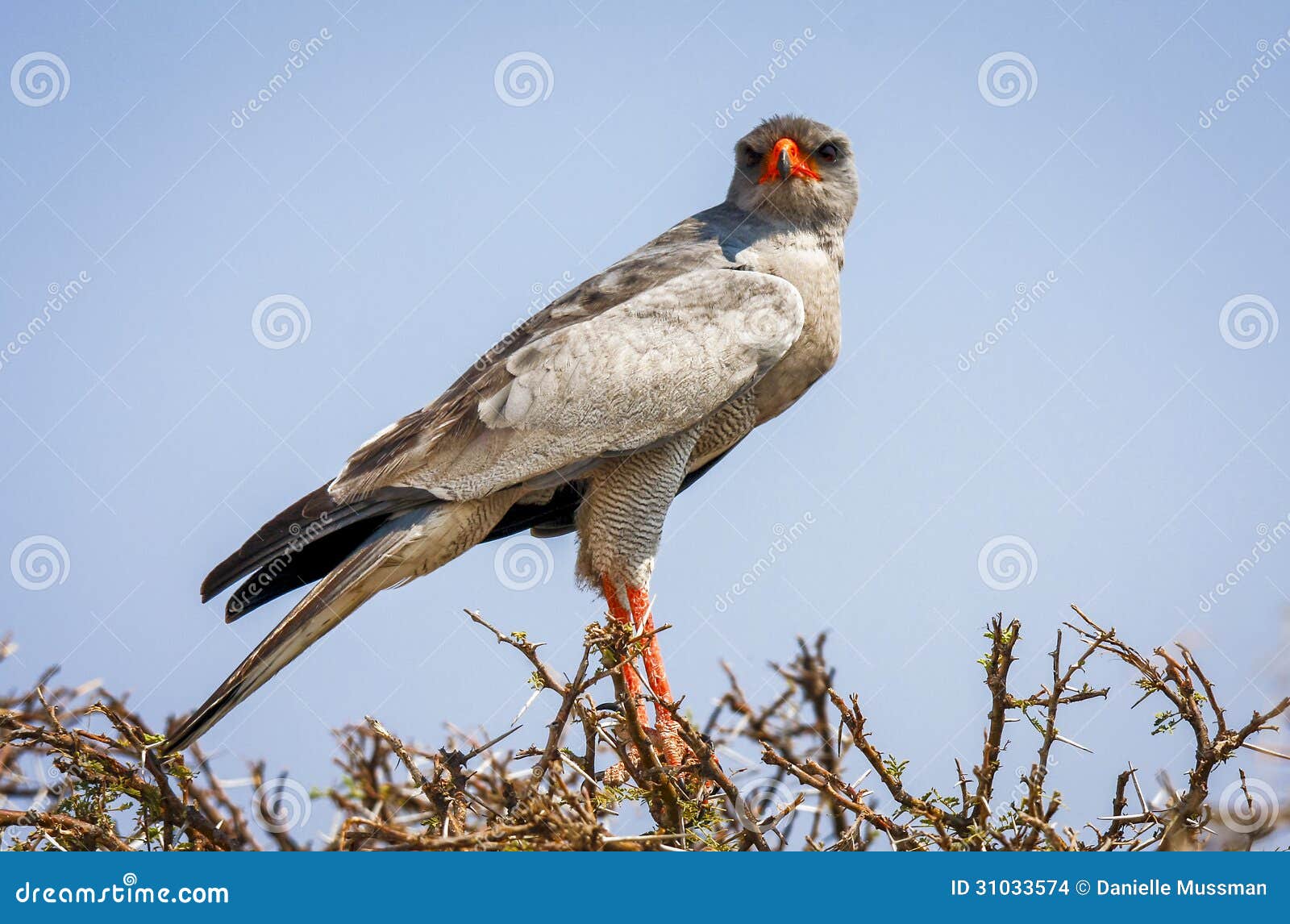 Pale Chanting Goshawk Staring at Viewer Stock Photo - Image of pale ...