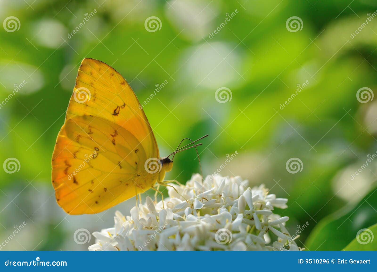 Pale Clouded Yellow Butterfly Stock Photo - Image of green, spring: 9510296