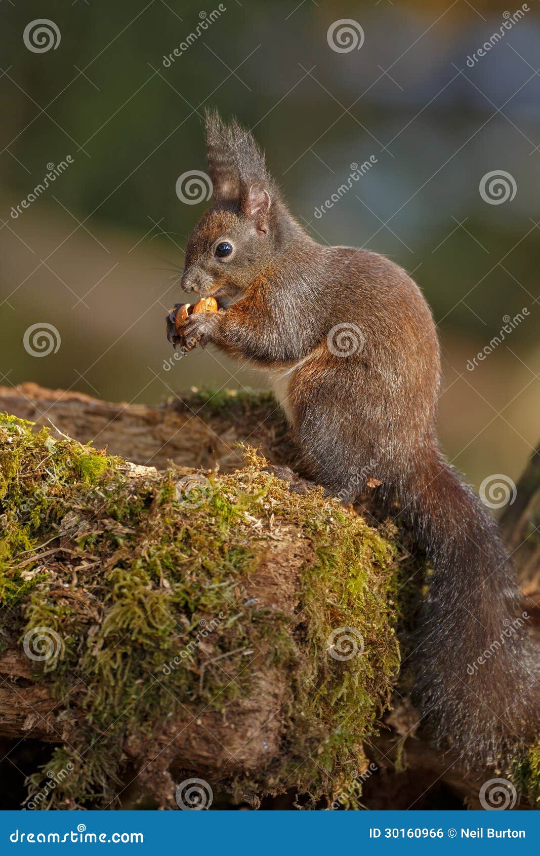 Pale Colored Red Squirrel Eating a Hazelnut Stock Photo - Image of ...