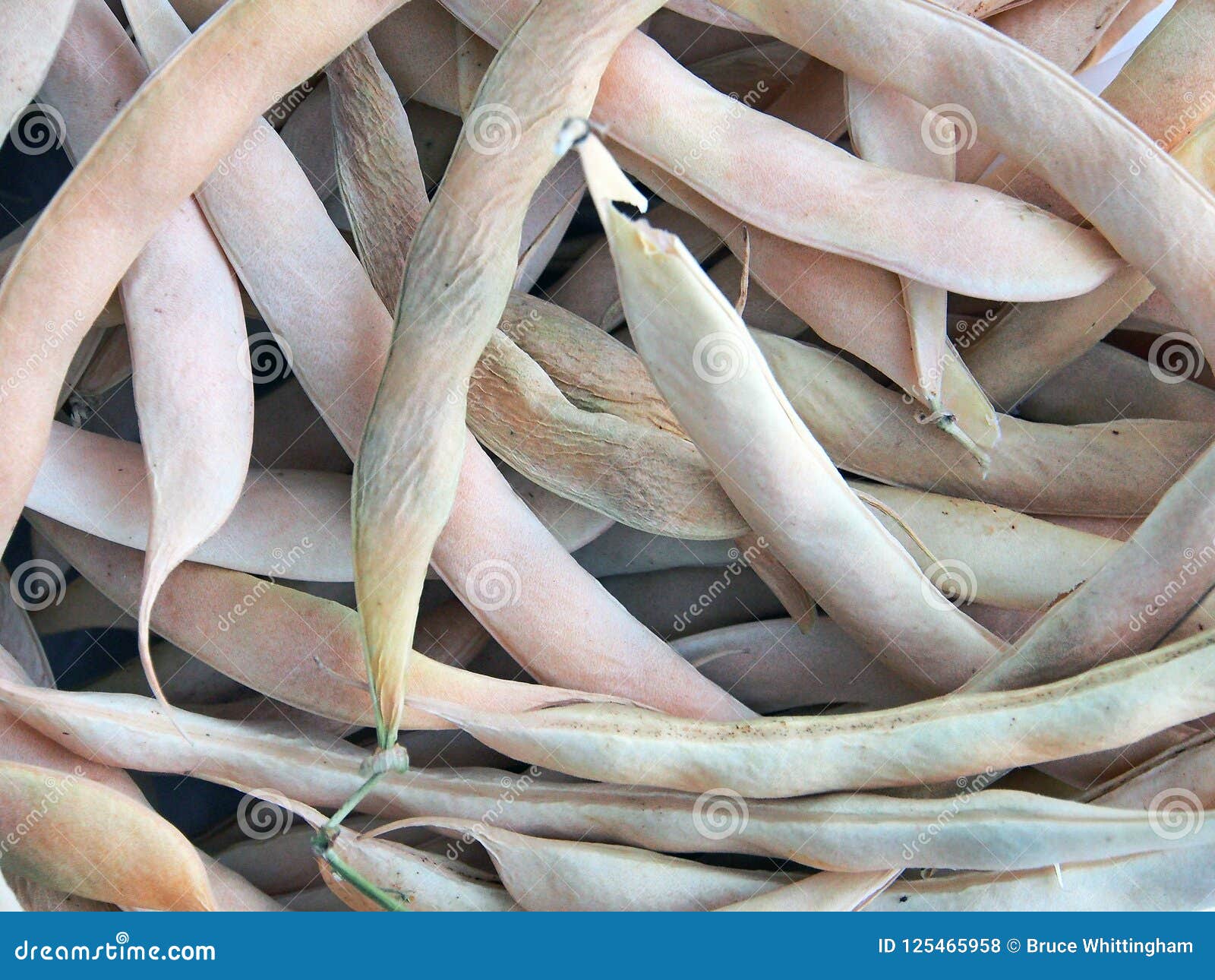 Pale Coloured Dry Bean Pods Stock Foto - Image of boon, daarna: 125465958