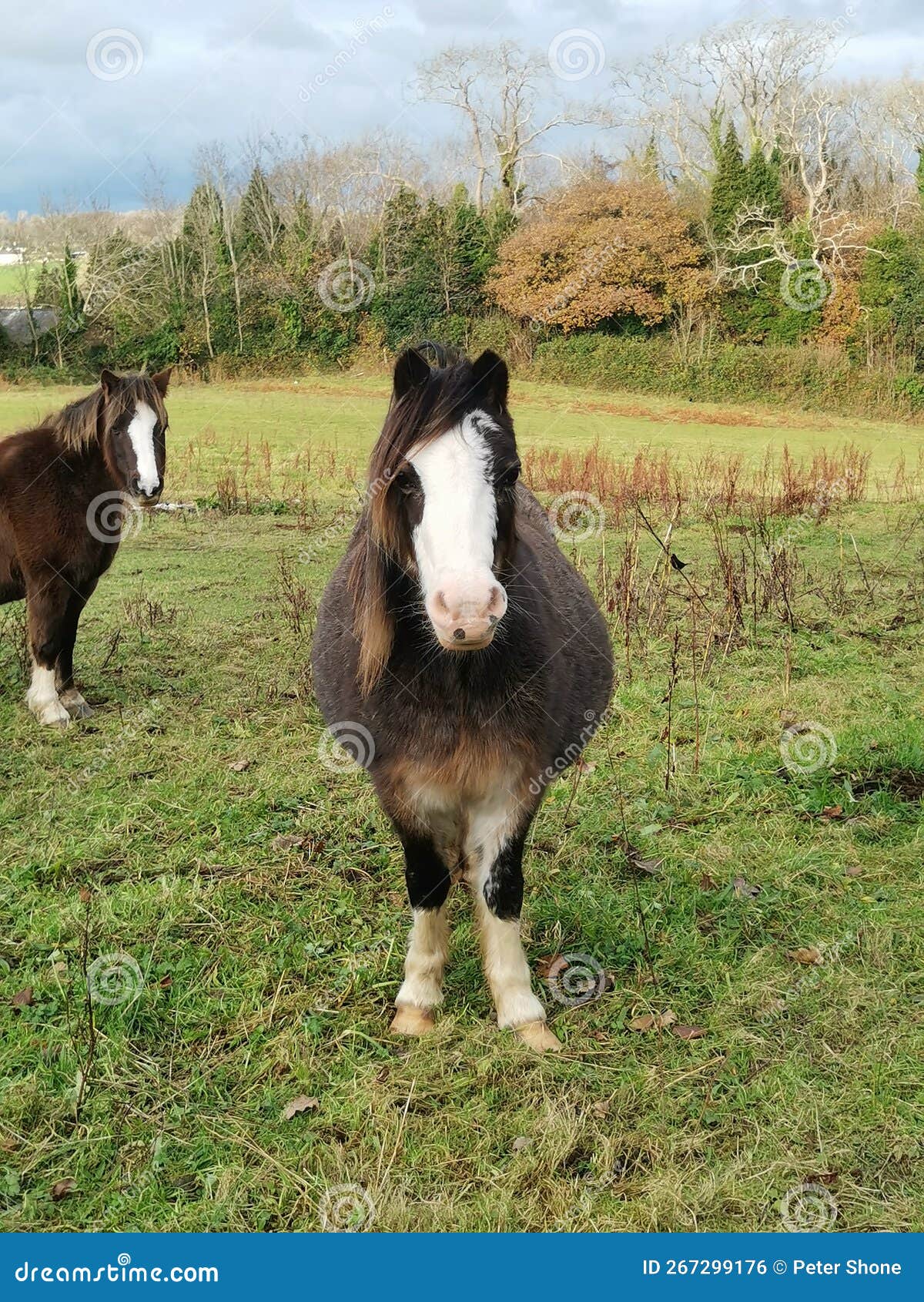 Pale faced ponies stock photo. Image of pasture, pale - 267299176
