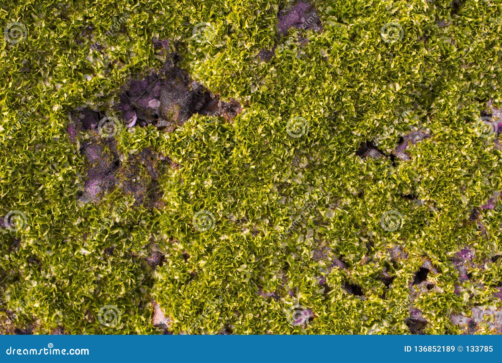 A Pale Green Algae on the Sea Stone. Natural Surface Texture Stock ...