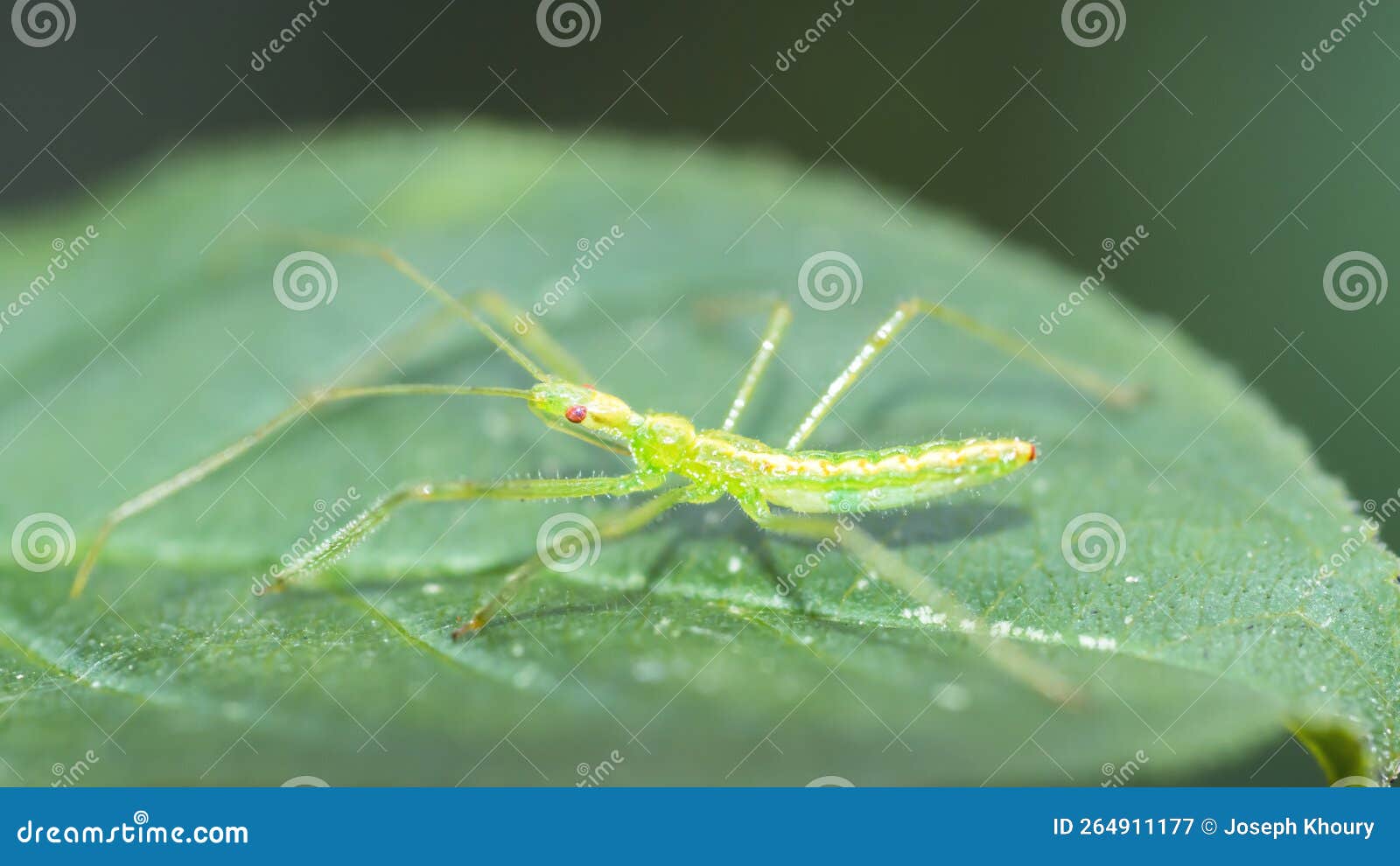 Pale Green Assassin Bug (Zelus Luridus) on a Leaf Stock Image - Image ... Pale Green Assassin Bug (Zelus Luridus) on a Leaf Stock Image - Image ...