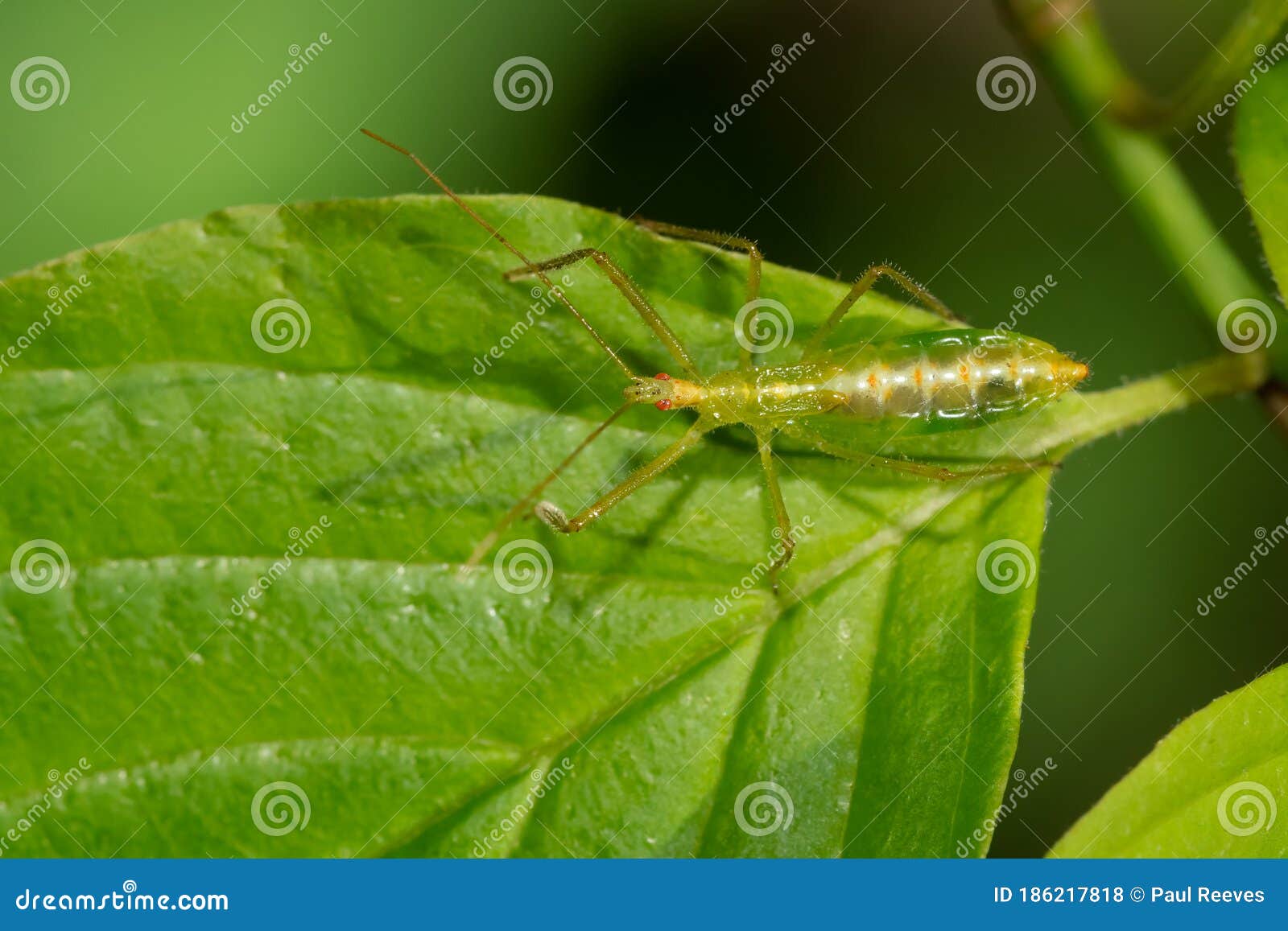 Pale Green Assassin Bug - Zelus Luridus Stock Photo - Image of north ... Pale Green Assassin Bug - Zelus Luridus Stock Photo - Image of north ...