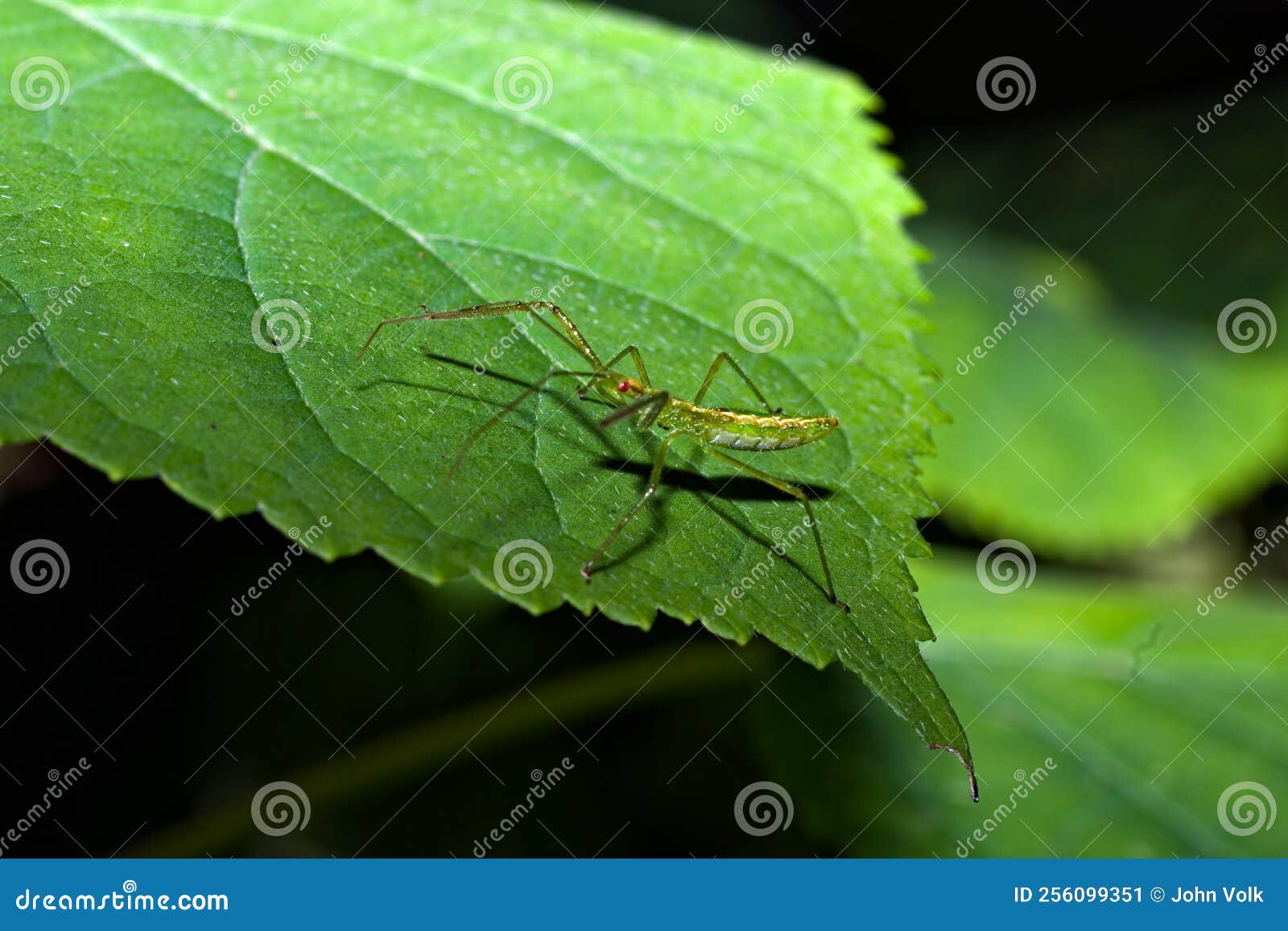 Pale Green Assassin Bug Zelus Luridus Stock Image - Image of luridus ... Pale Green Assassin Bug Zelus Luridus Stock Image - Image of luridus ...