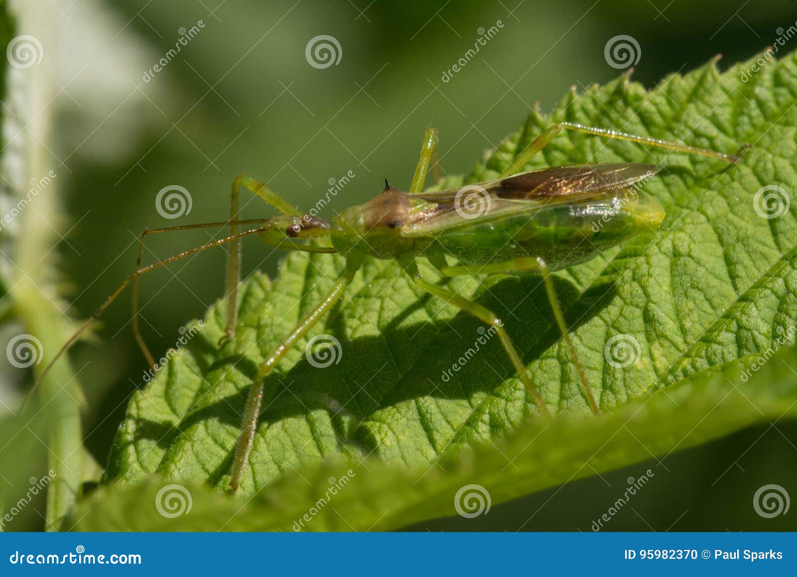 Pale Green Assassin Bug, Zelus Luridus Stock Photo - Image of outdoors ...