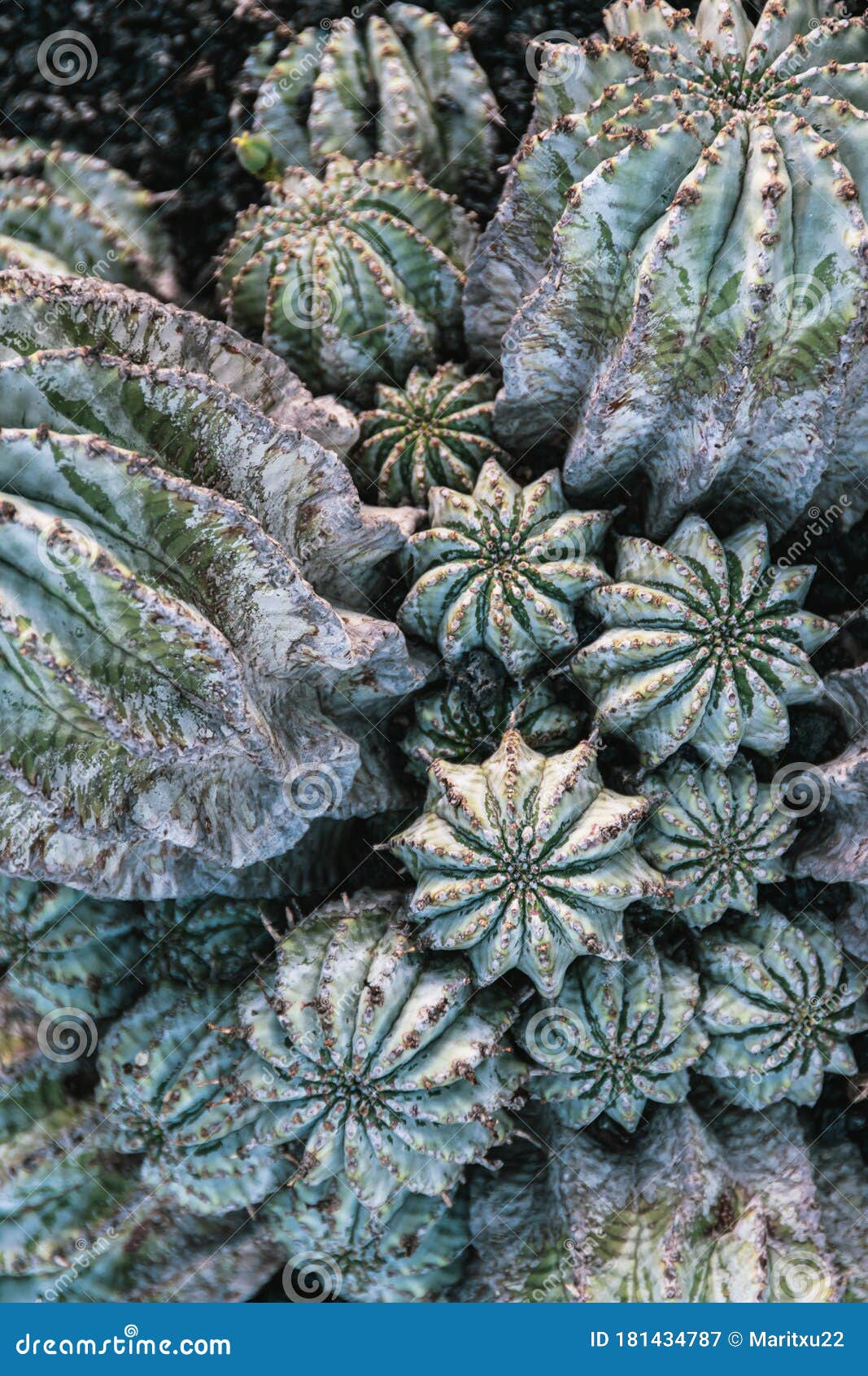 Pale Green Cactus Plant with Interesting Texture. Stock Image - Image ...