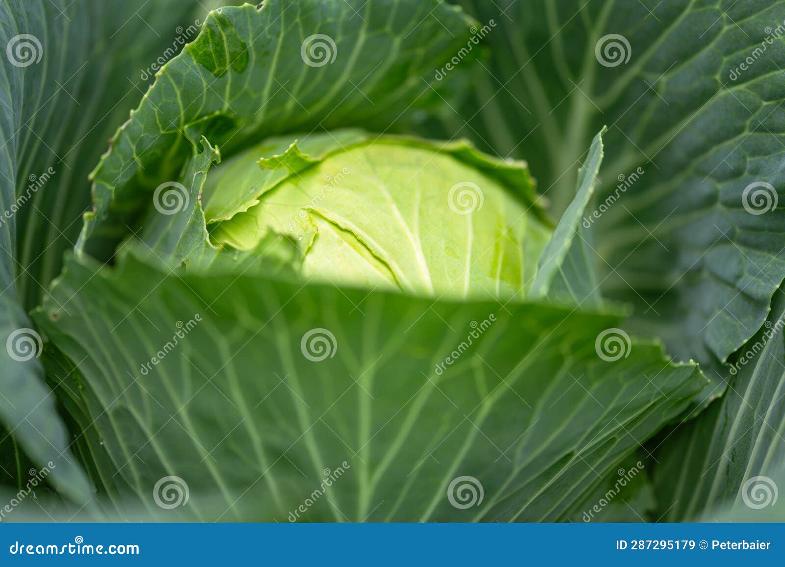 Pale Green Healthy Cabbage stock image. Image of leaf - 287295179