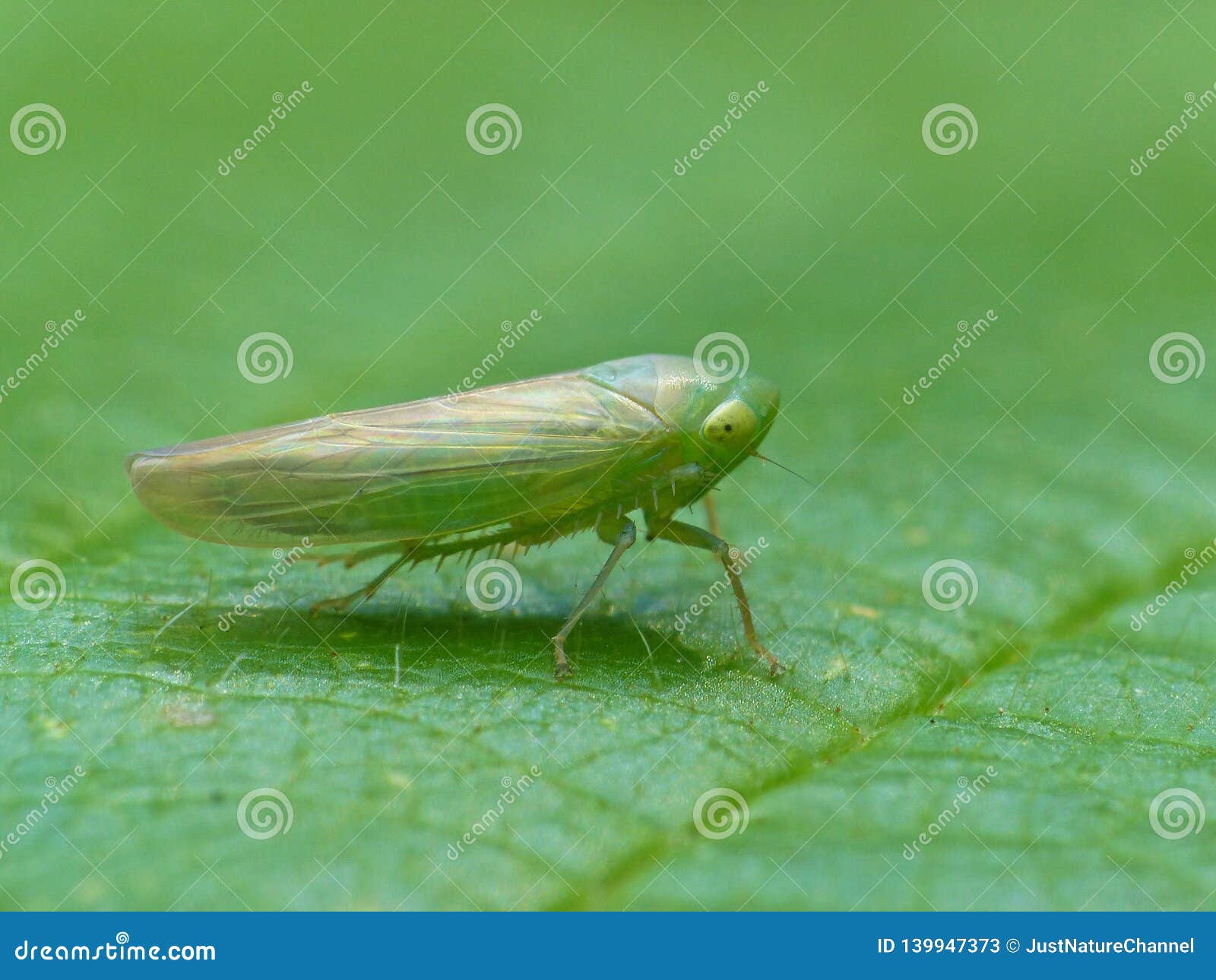 Pale Green Planthopper stock image. Image of view, planthopper - 139947373