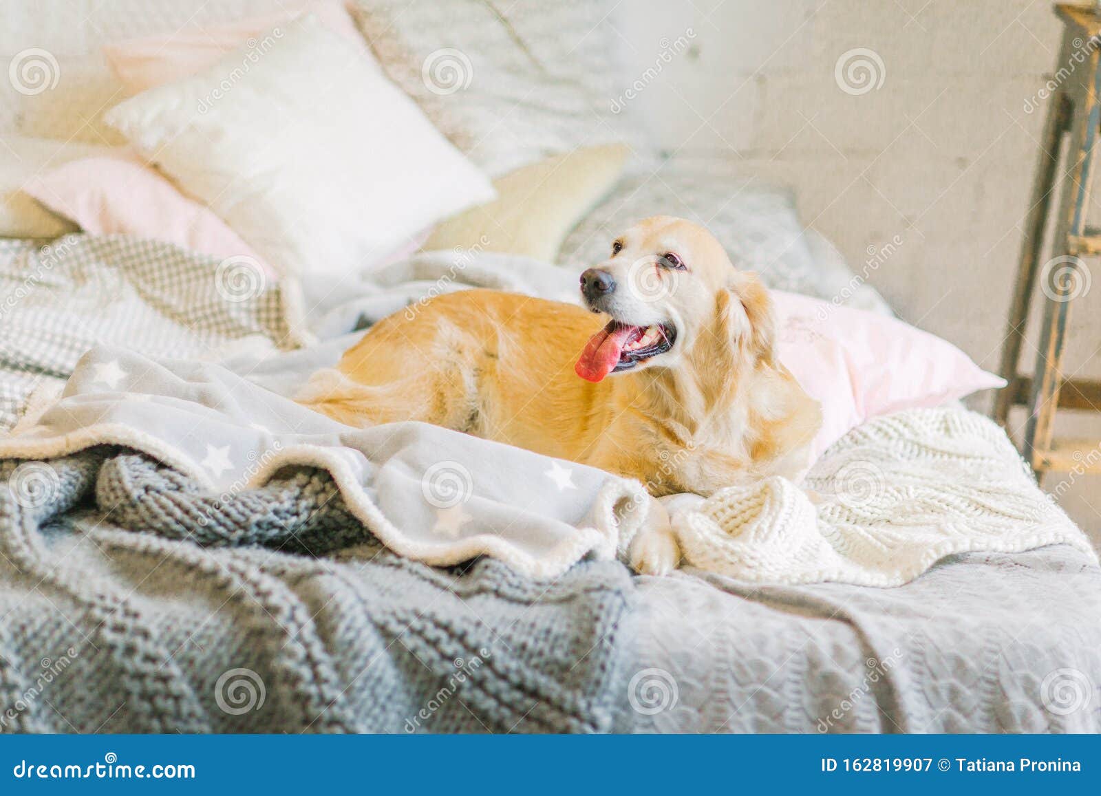 Pale Labrador Lay and Smiling in the Bed between Blankets Stock Image ...