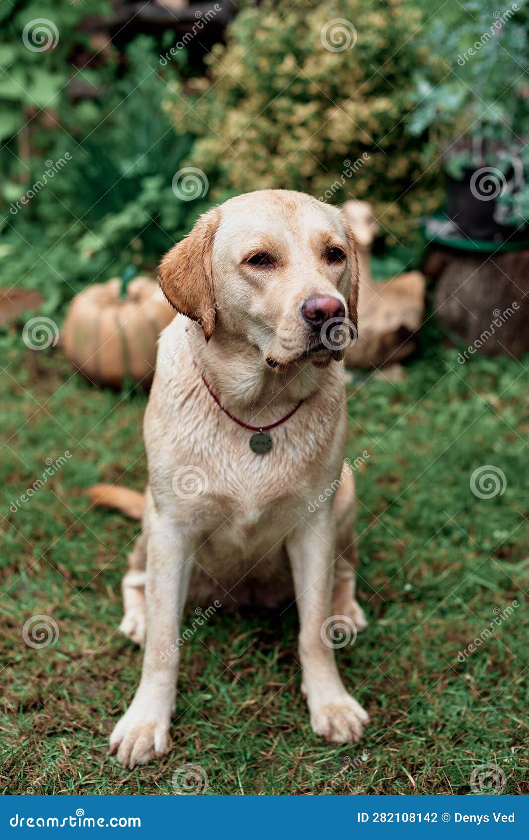 Pale Labrador Sits on the Grass, Summer Stock Photo - Image of young ...