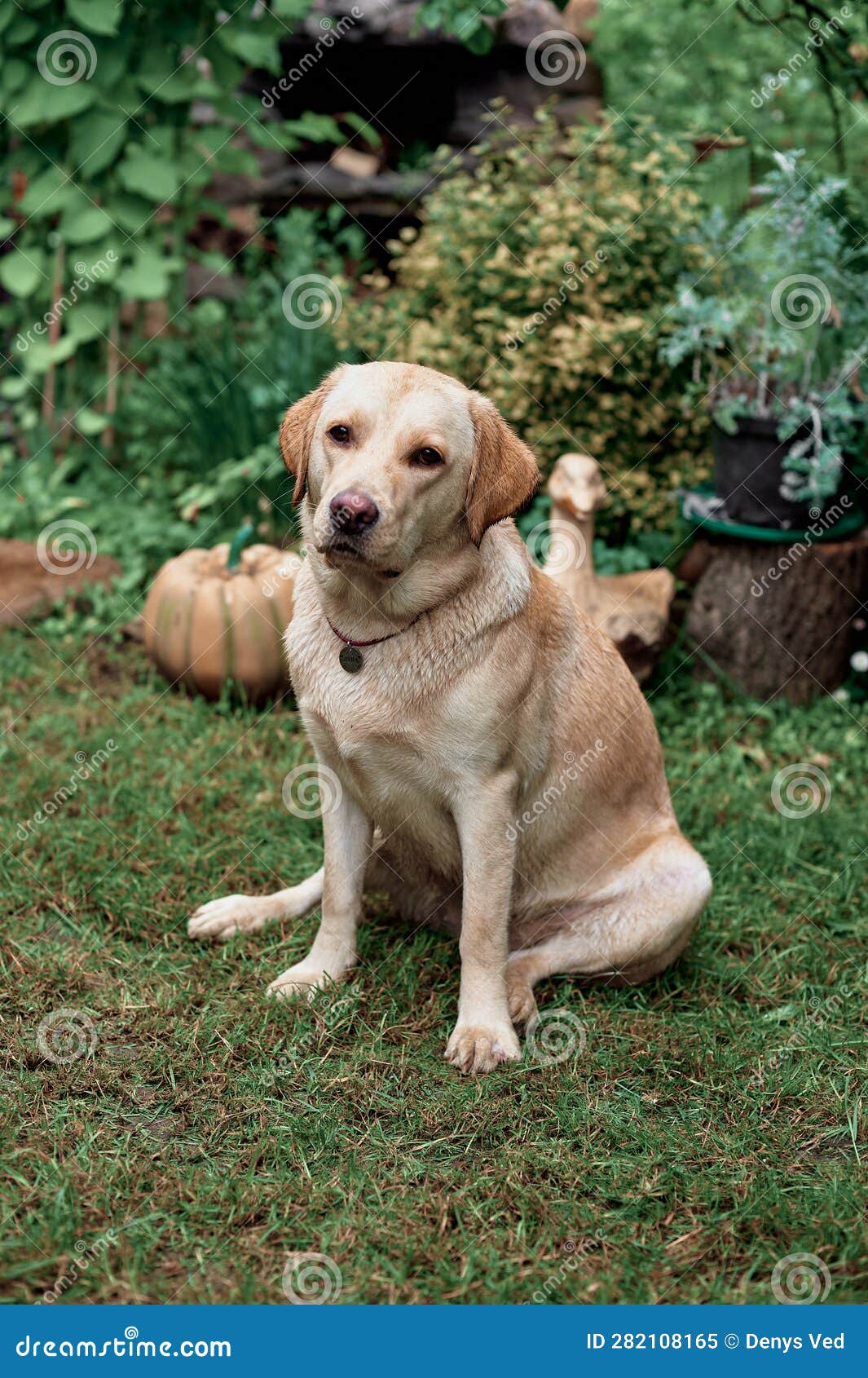 Pale Labrador Sits on the Grass, Summer Stock Image - Image of white ...