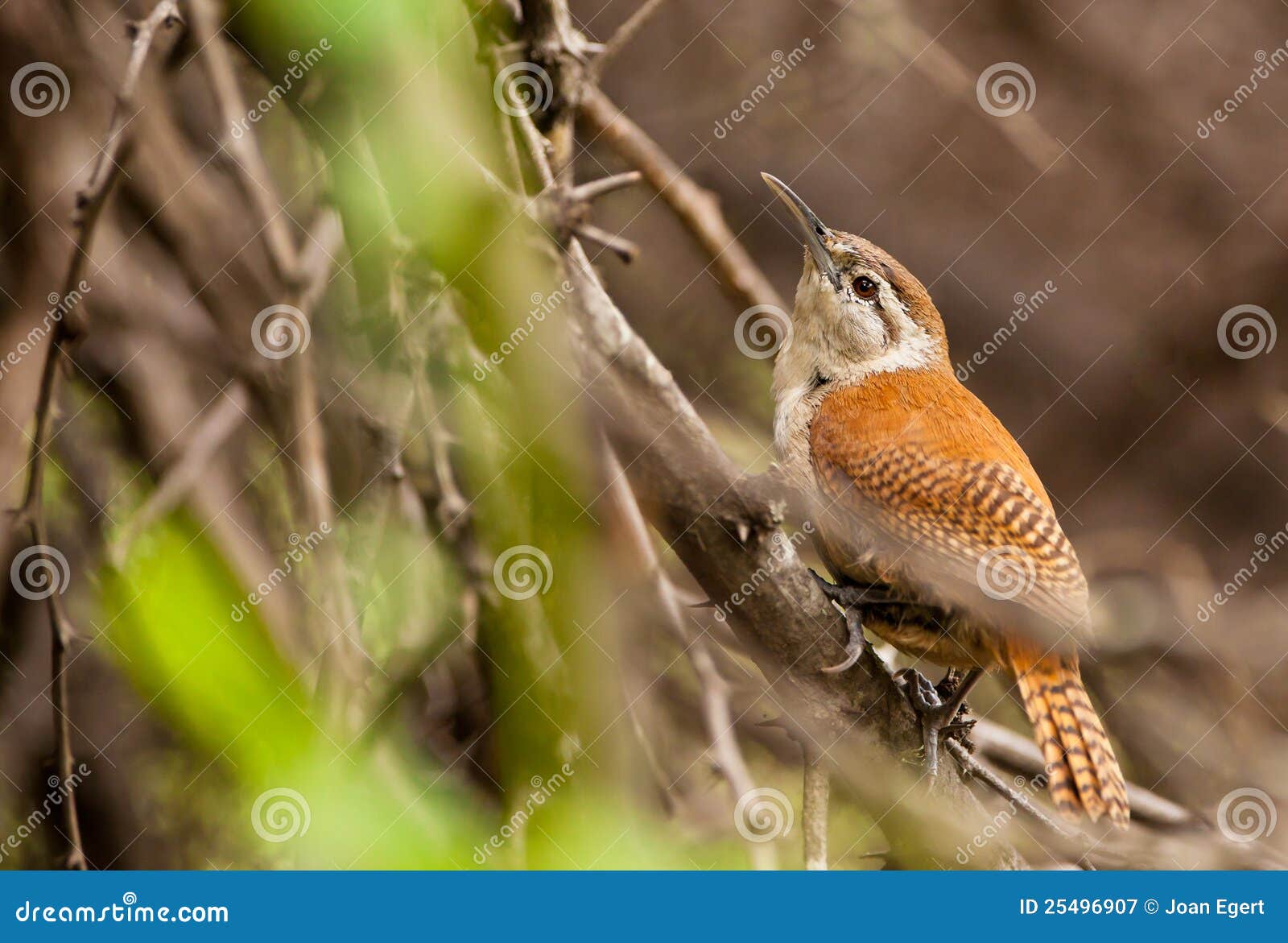 Hornero Bird. Brown Bird Landed At The Soil Royalty-Free Stock Image ...