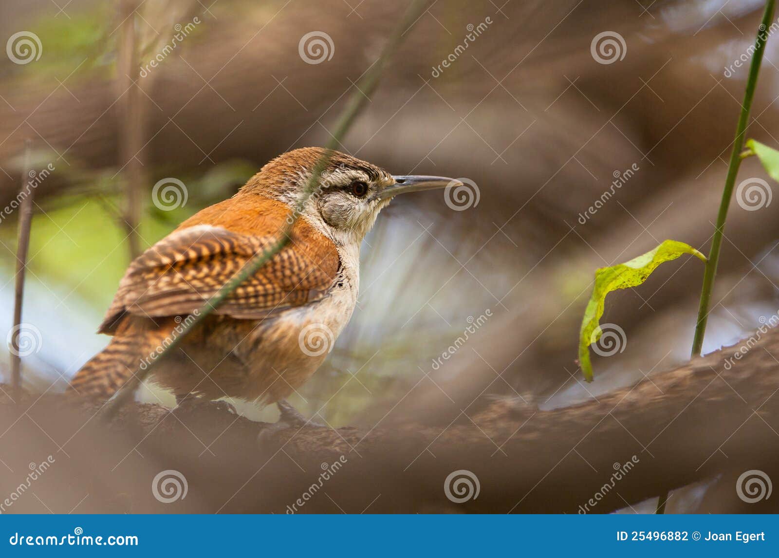 Hornero Bird. Brown Bird Landed At The Soil Royalty-Free Stock Image ...
