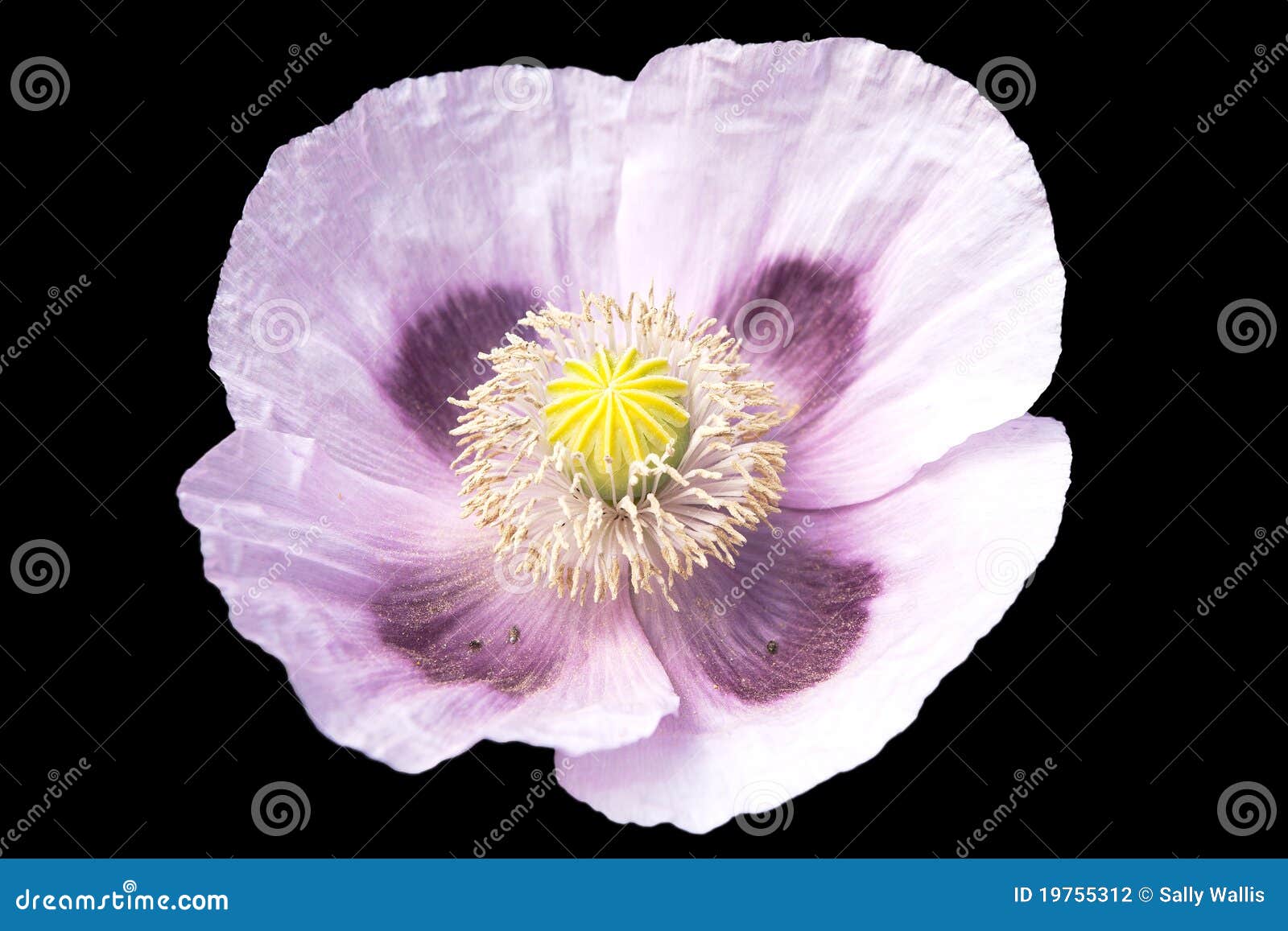 Pale mauve open poppy stock photo. Image of single, poppy - 19755312