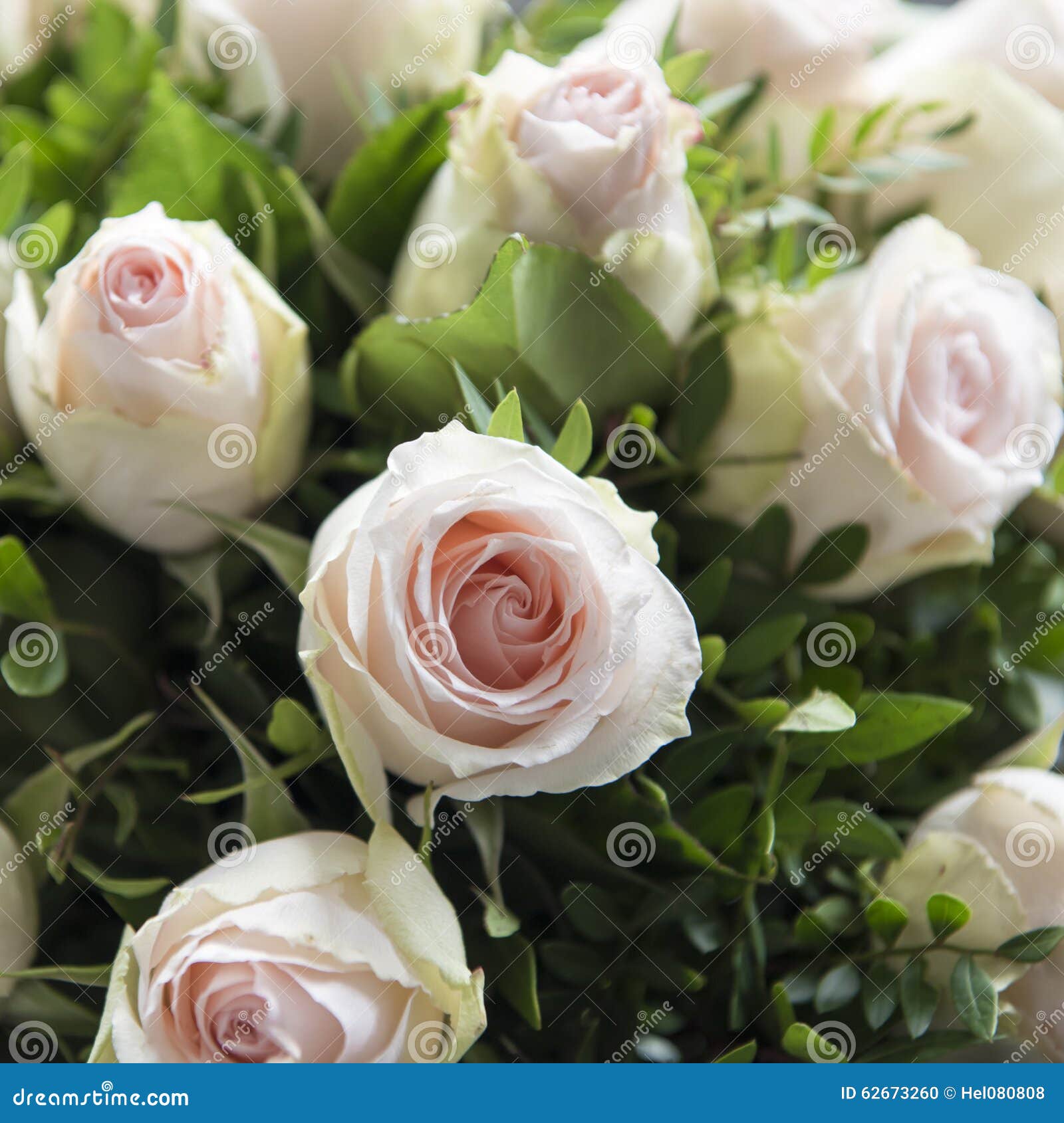 Pale orange Roses stock photo. Image of brightly, beautiful - 62673260