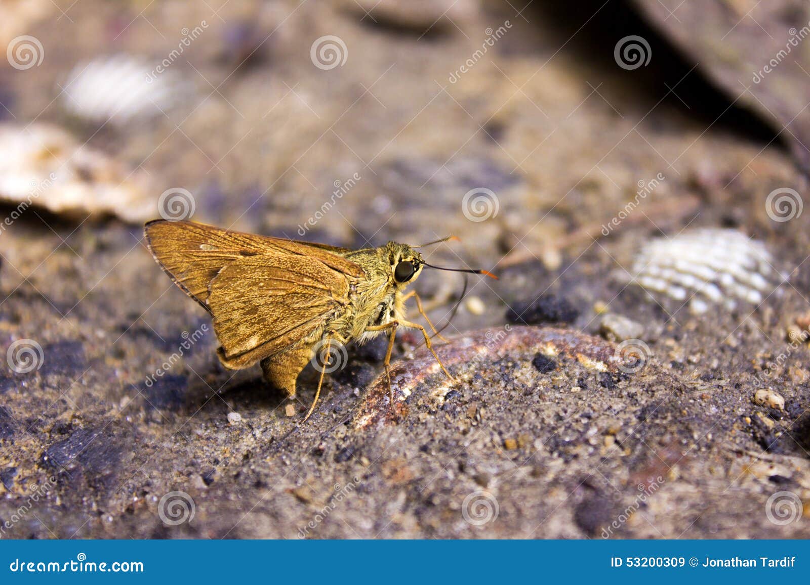 Pale Palm Dart Moth Resting Stock Image - Image of calm, resting: 53200309