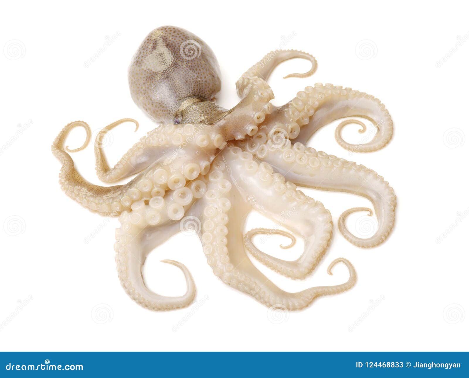 Pale peach colored octopus stock image. Image of animal - 124468833