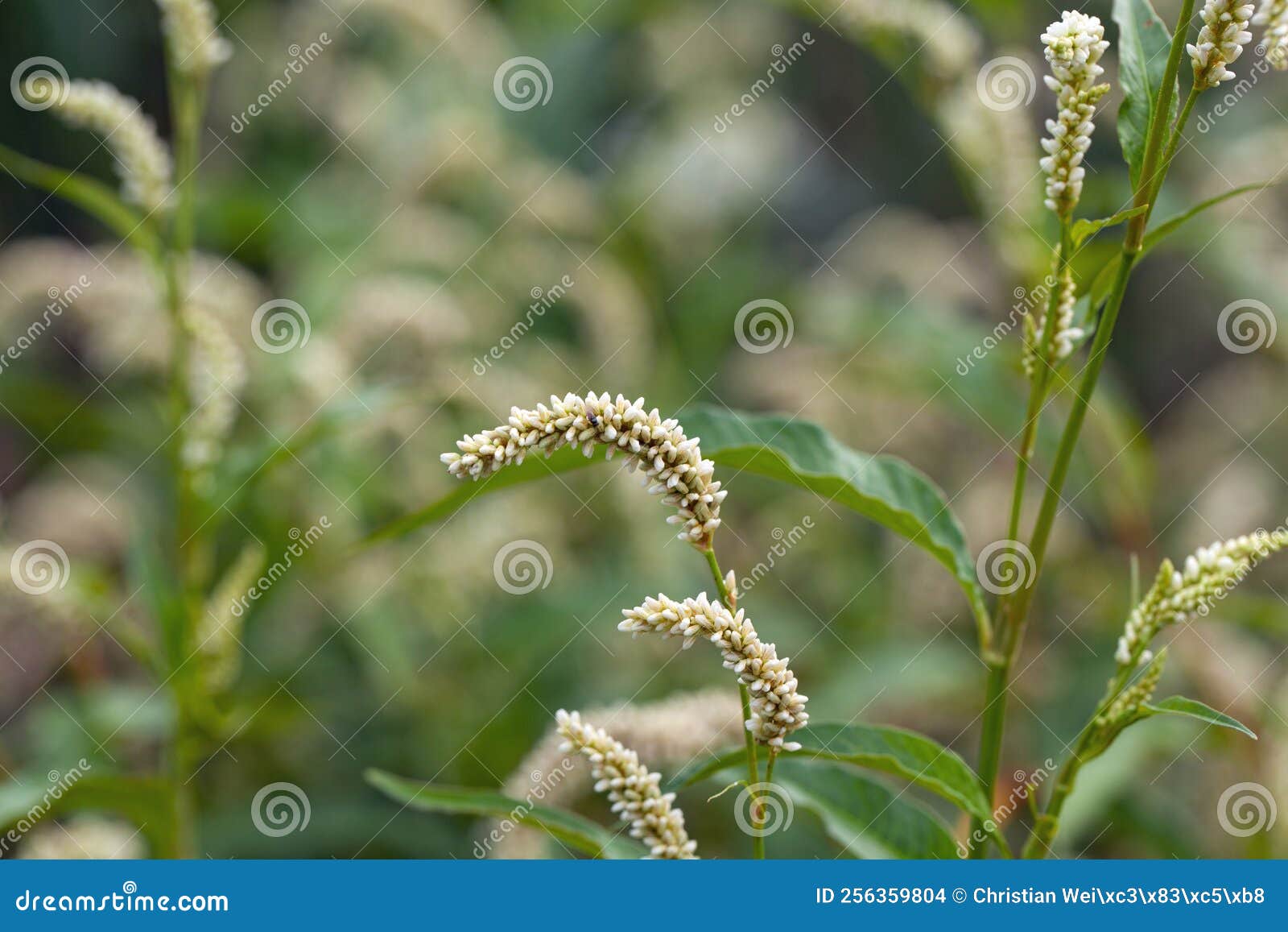 Pale Persicaria, Persicaria Lapathifolia Stock Photo - Image of ...
