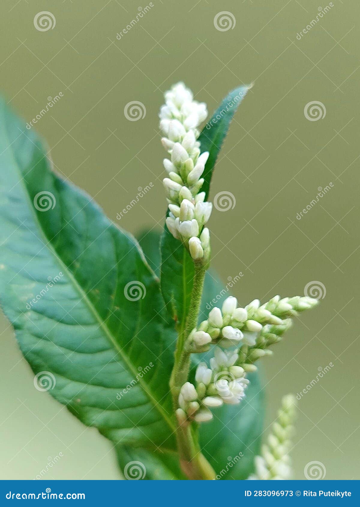 Pale Persicaria (Persicaria Lapathifolia) Stock Image - Image of ...