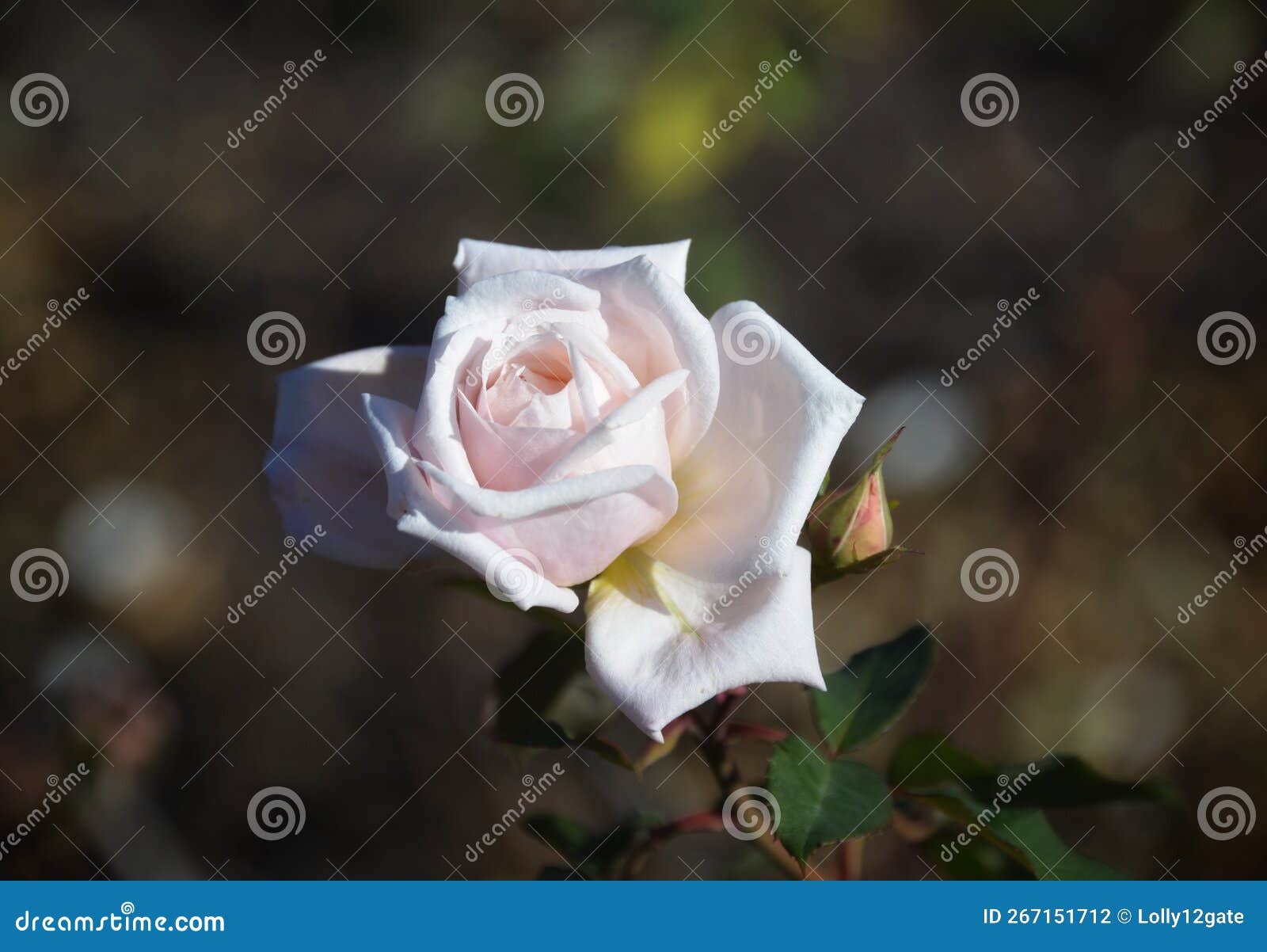 Single Pale Pink or Blush Pink Rose in Natural Sunlight. Stock Photo ...