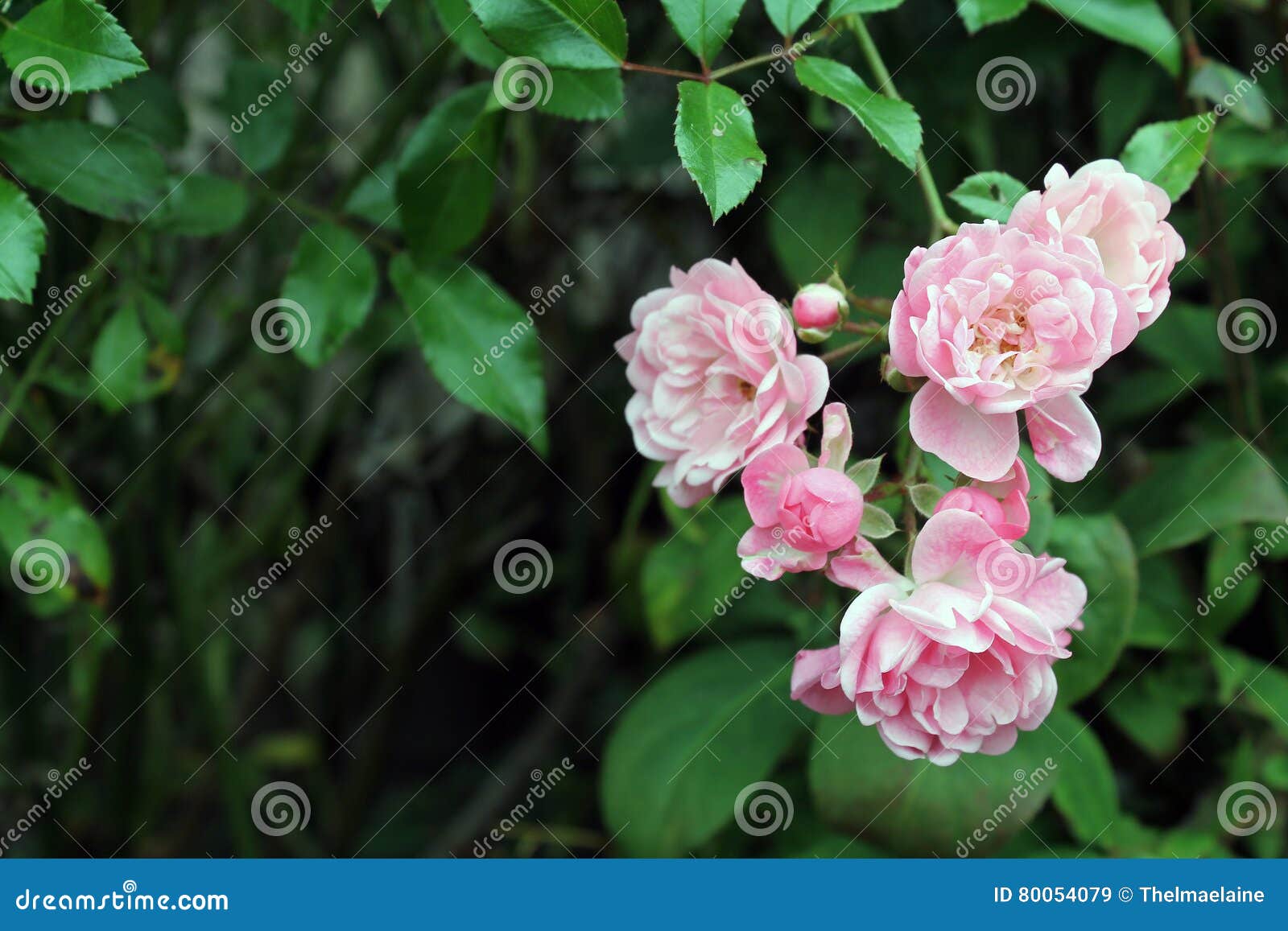 Pale Pink Climbing Roses stock image. Image of summer - 80054079