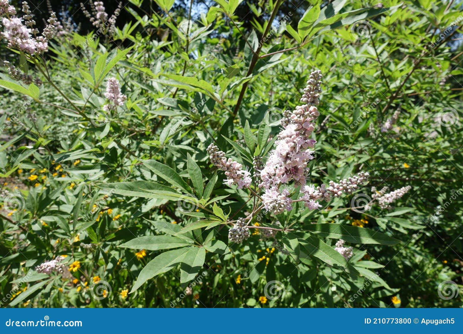 Pale Pink Flowers of Chaste Tree Stock Photo - Image of flower, bush ...